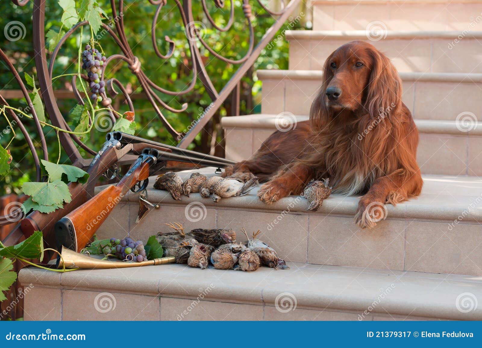Bird dog and trophies stock image. Image of hunting, ripe - 21379317