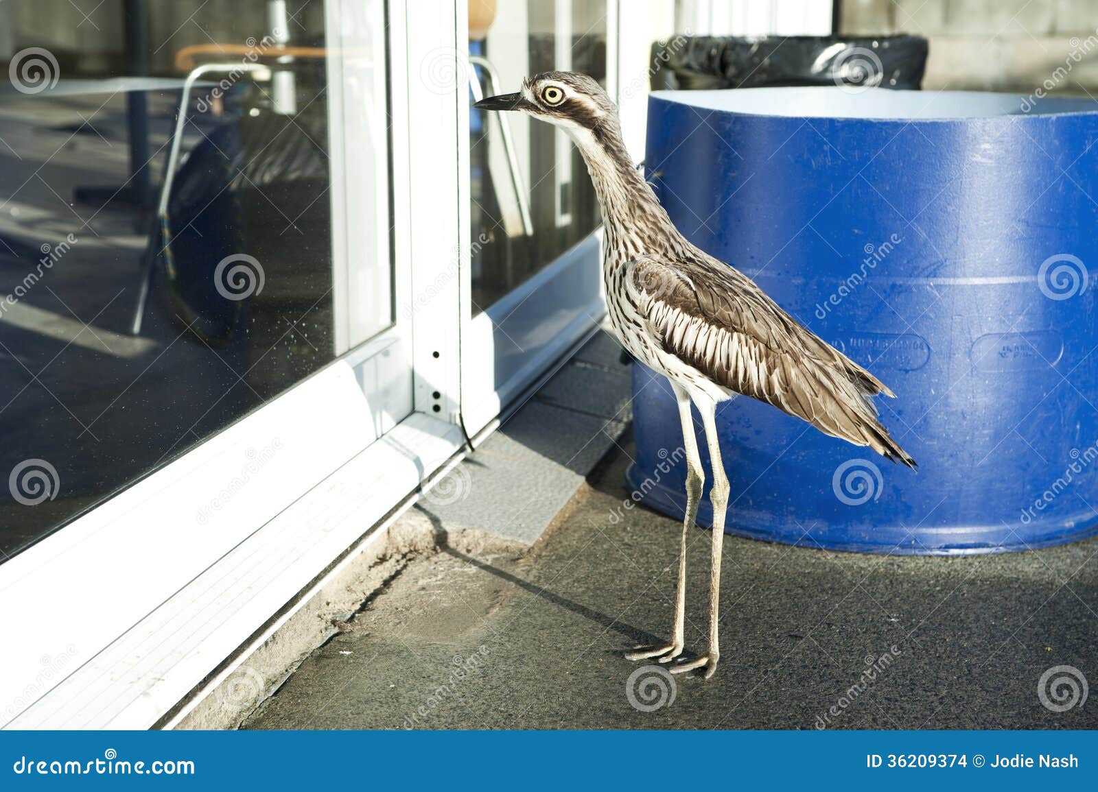 Bird at door stock photo. Image of expecting, window - 36209374