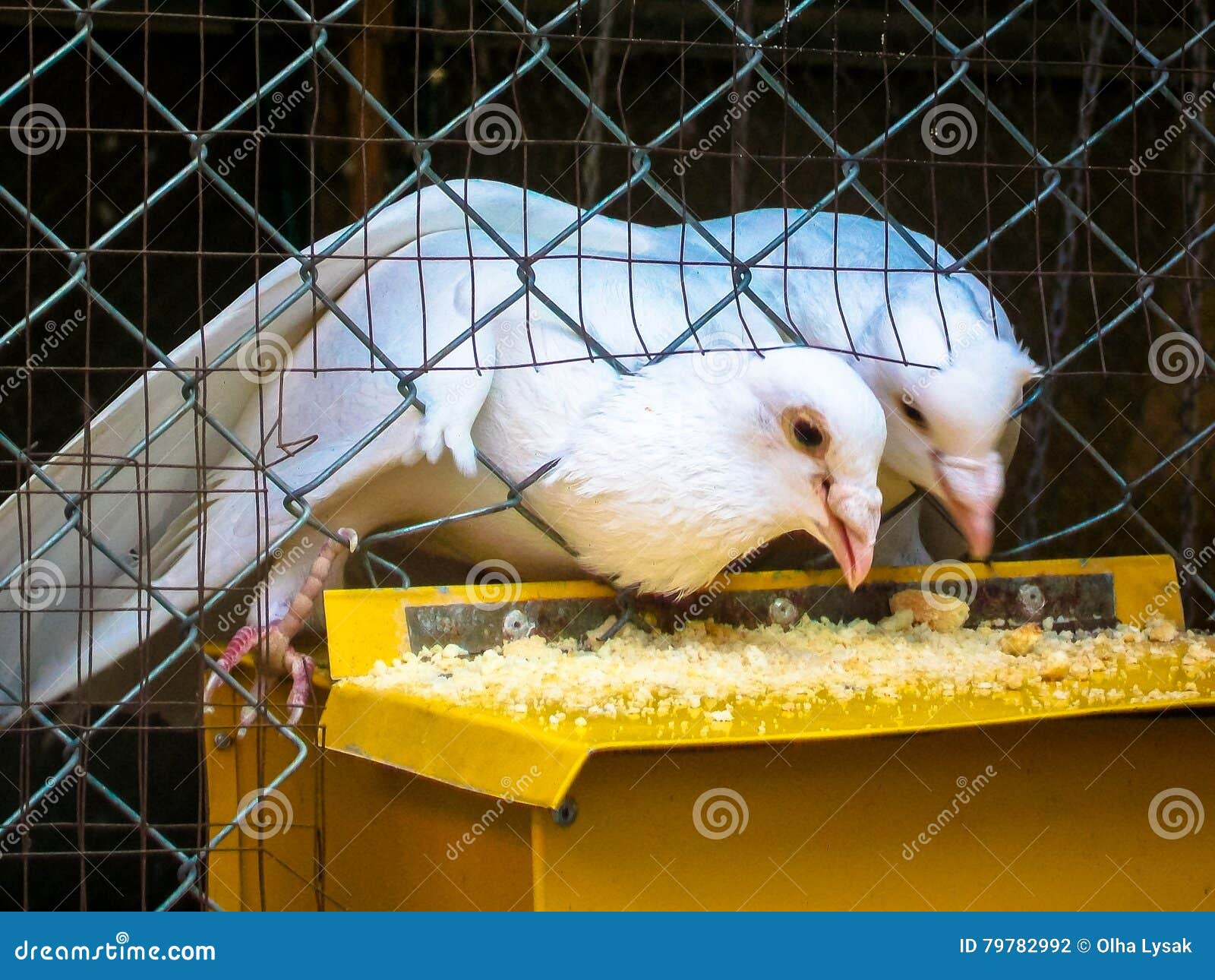 Bird dove stock photo. Image of black, farm, grass, bird - 79782992