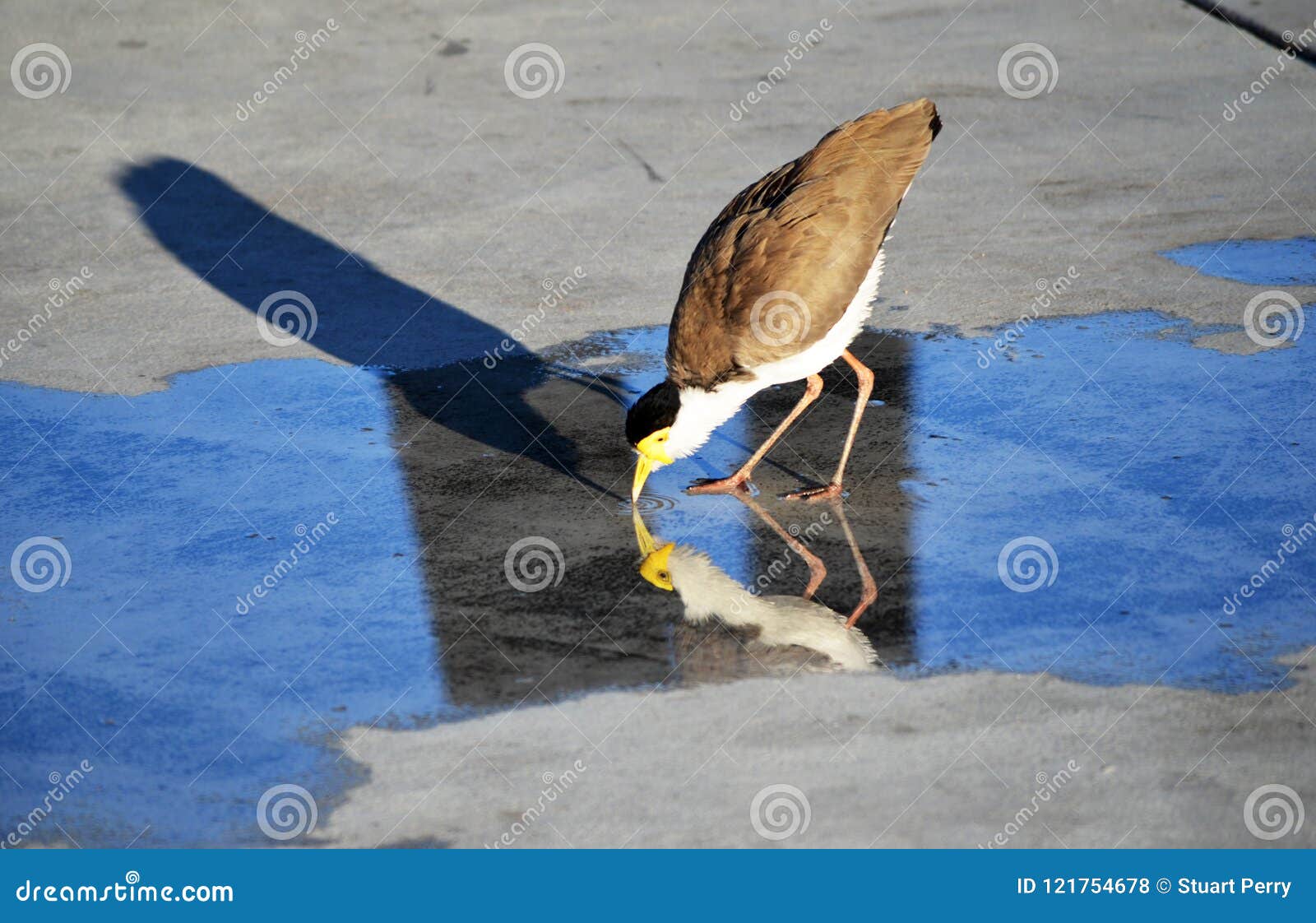 Bird Drinking from a Puddle Stock Photo - Image of city, lapwing: 121754678