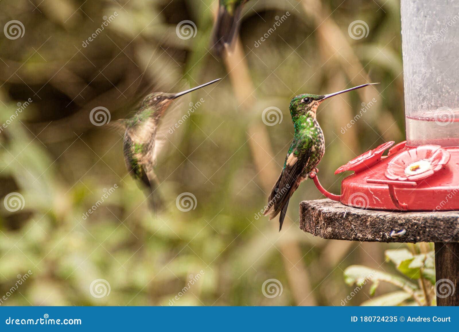 Bird Drinking in a Trough in a Forest Stock Image - Image of bird, beak ...