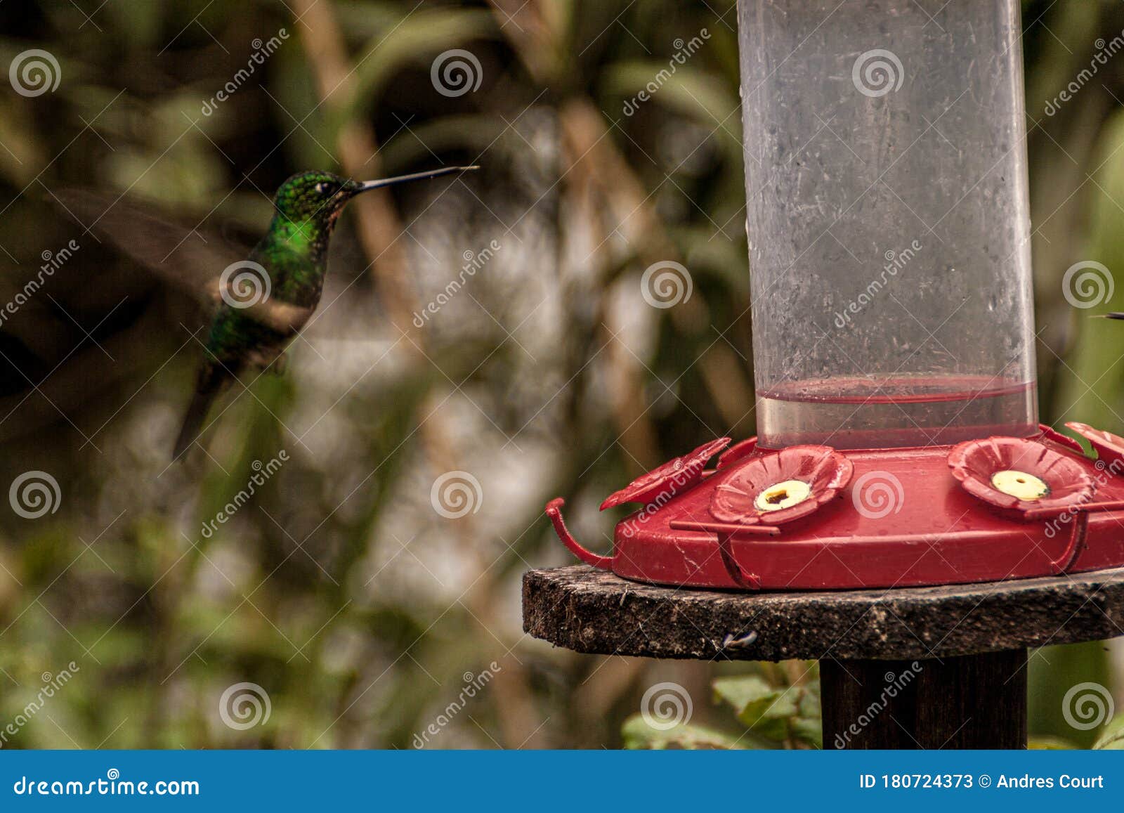 Bird Drinking in a Trough in a Forest Stock Image - Image of avian ...
