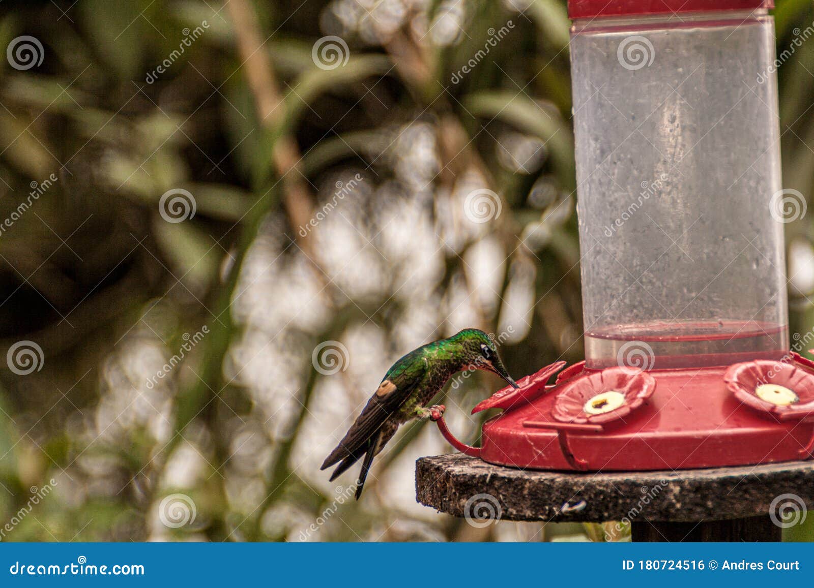 Bird Drinking in a Trough in a Forest Stock Photo - Image of ecuadorian ...