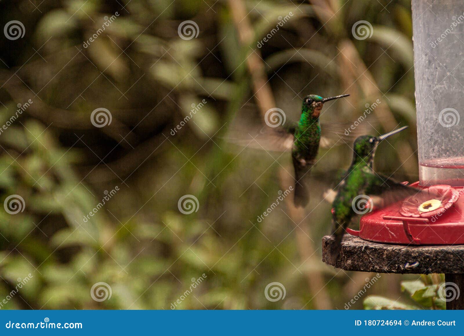 Bird Drinking in a Trough in a Forest Stock Photo - Image of bird ...