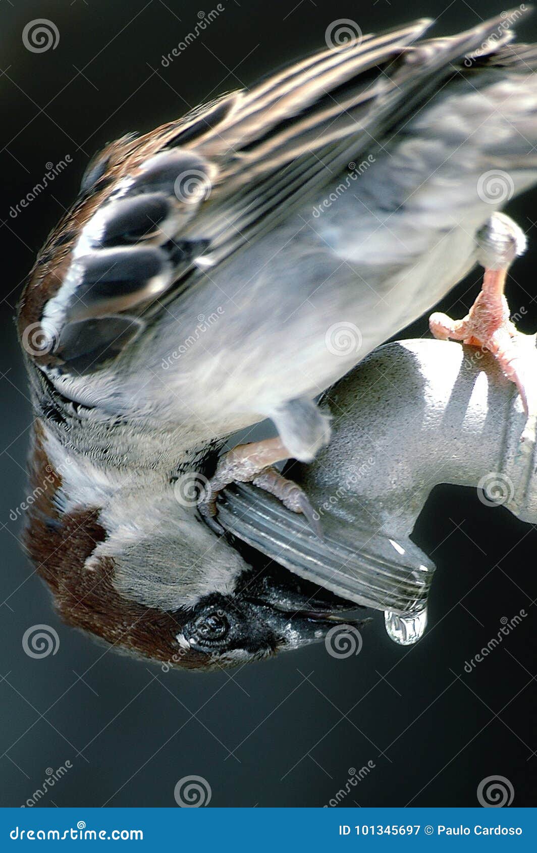Upside down stock image. Image of upside, water, bird - 101345697