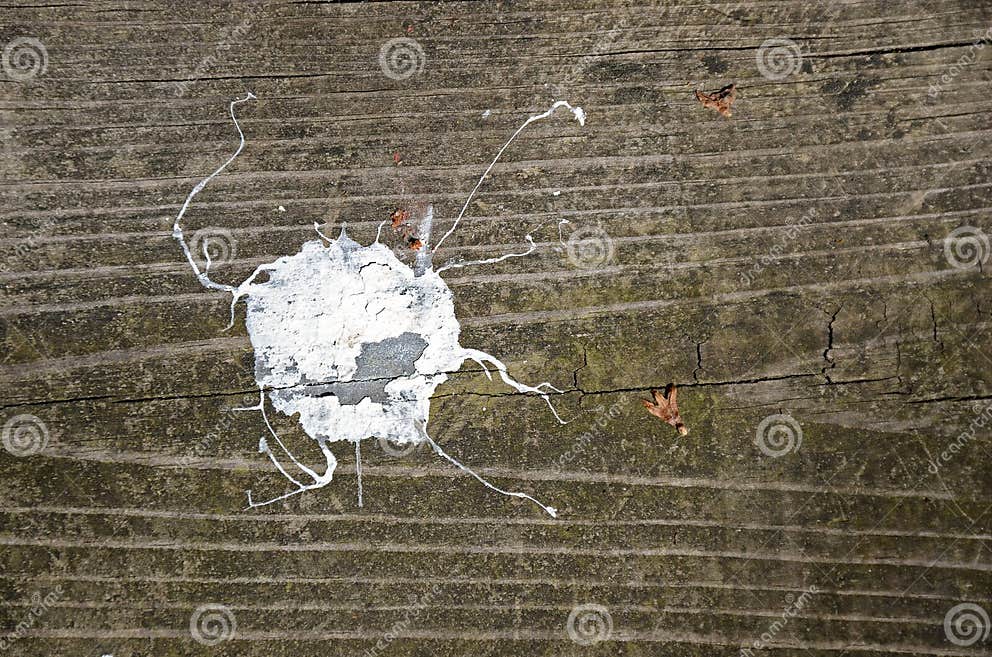 Bird Dropping stock image. Image of wood, splat, bold - 24533629