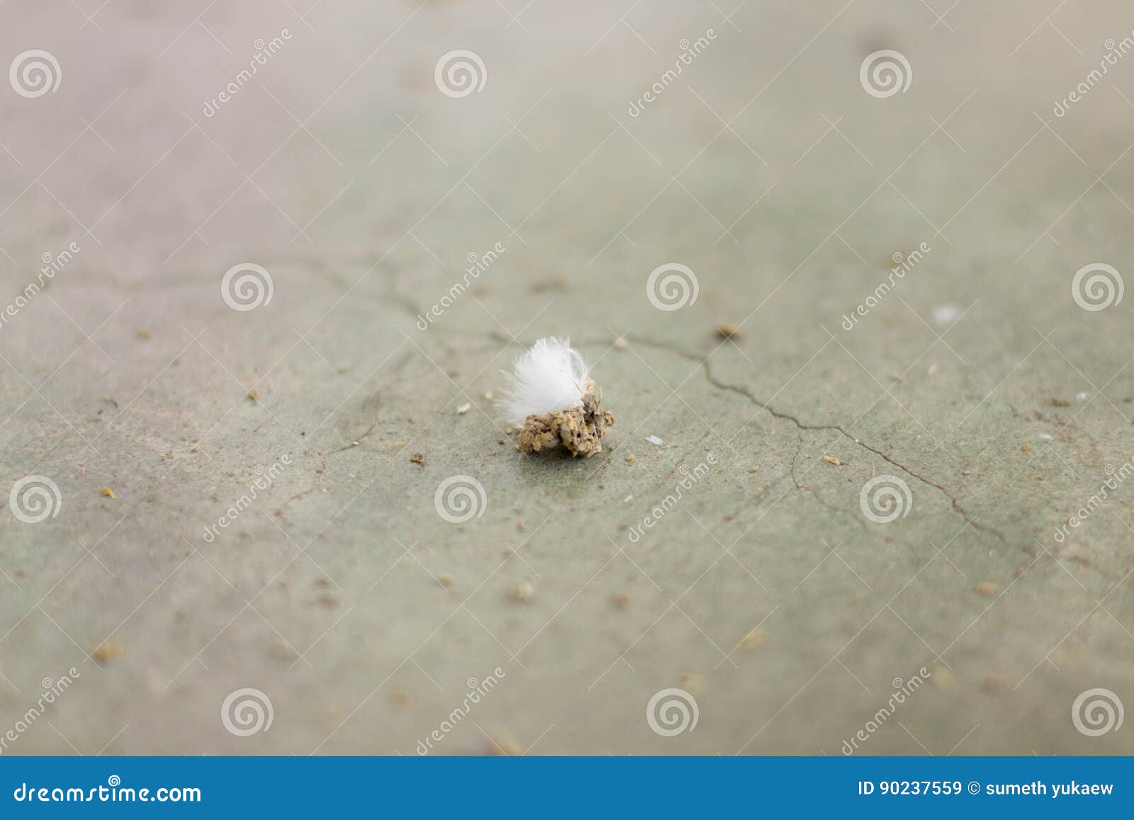 Bird Dropping on the Floor with Copy Space Stock Image - Image of ...