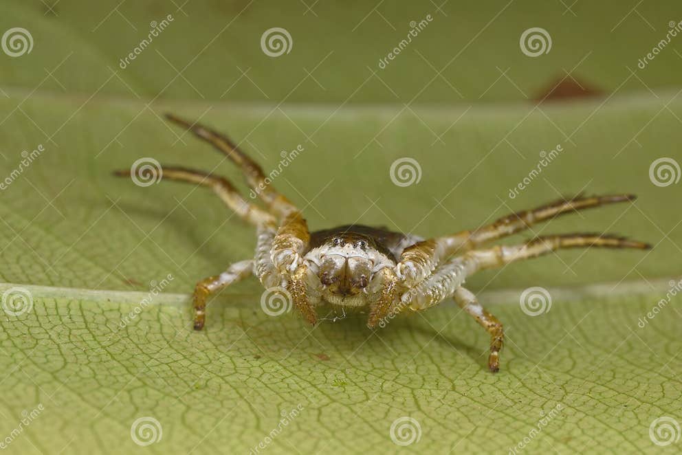 Bird dropping spider stock image. Image of tropical, dropping - 28543603
