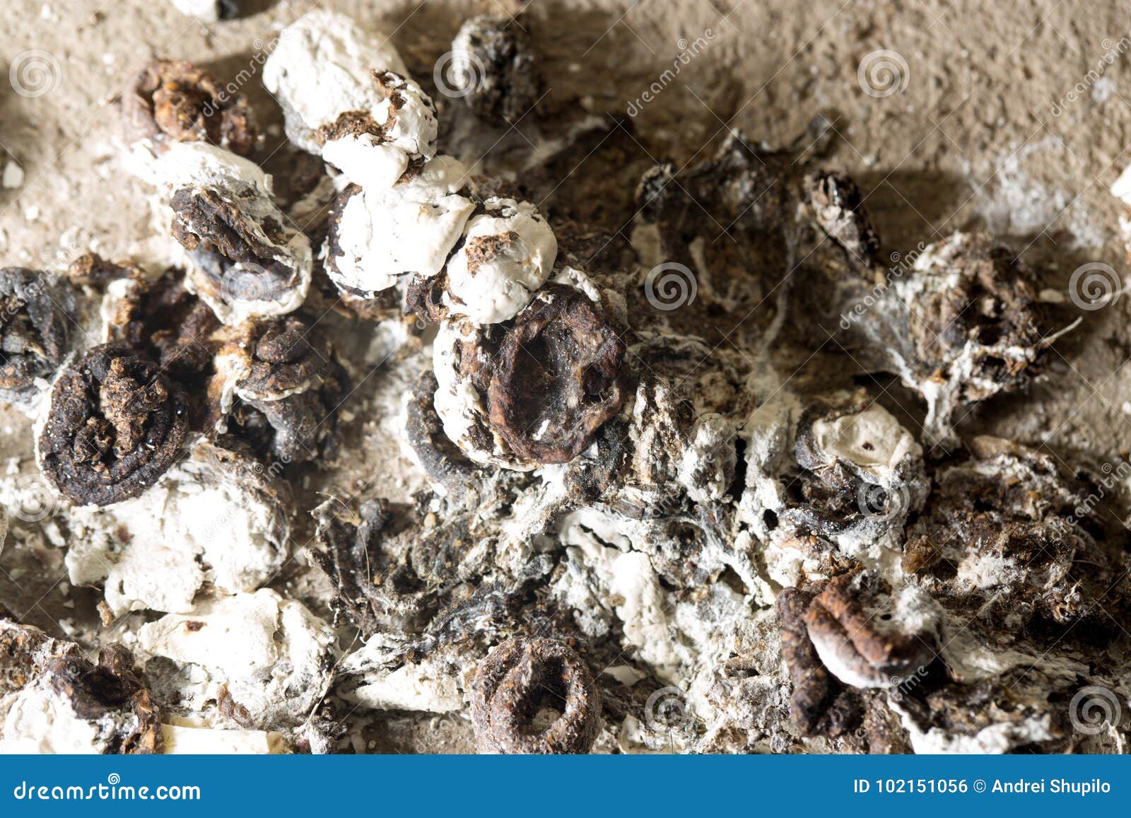 Bird droppings stock photo. Image of outside, poop, sidewalk - 102151056
