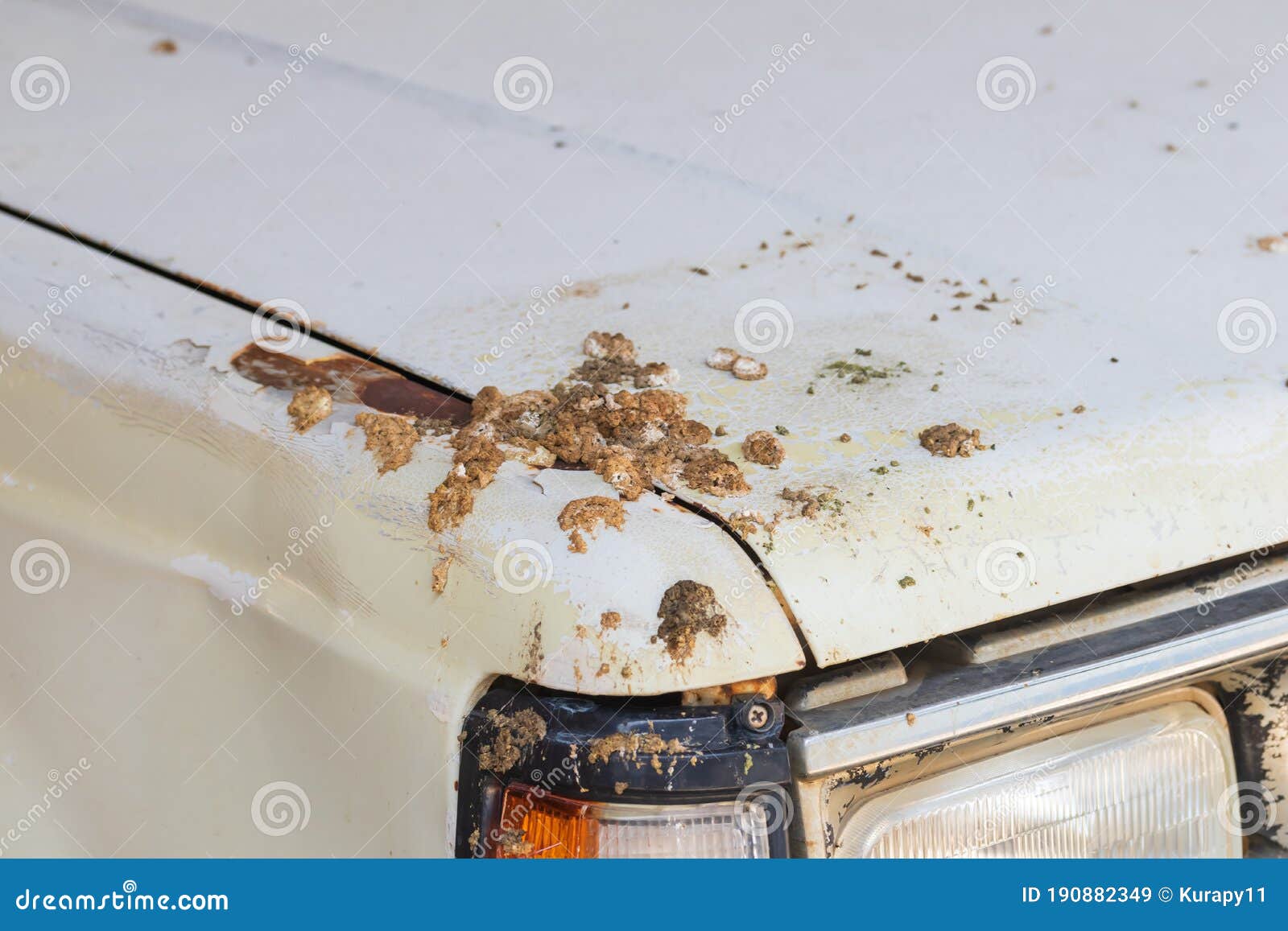 Bird Droppings on Car Surface Stock Image - Image of splat, hood: 190882349