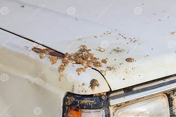 Bird Droppings on Car Surface Stock Image - Image of splat, hood: 190882349
