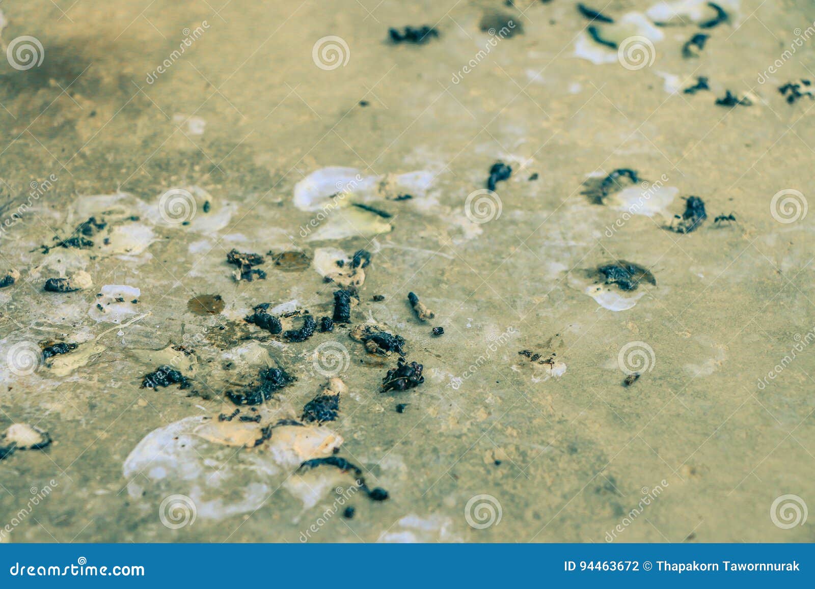 Bird droppings stock photo. Image of microbial, dirty - 94463672