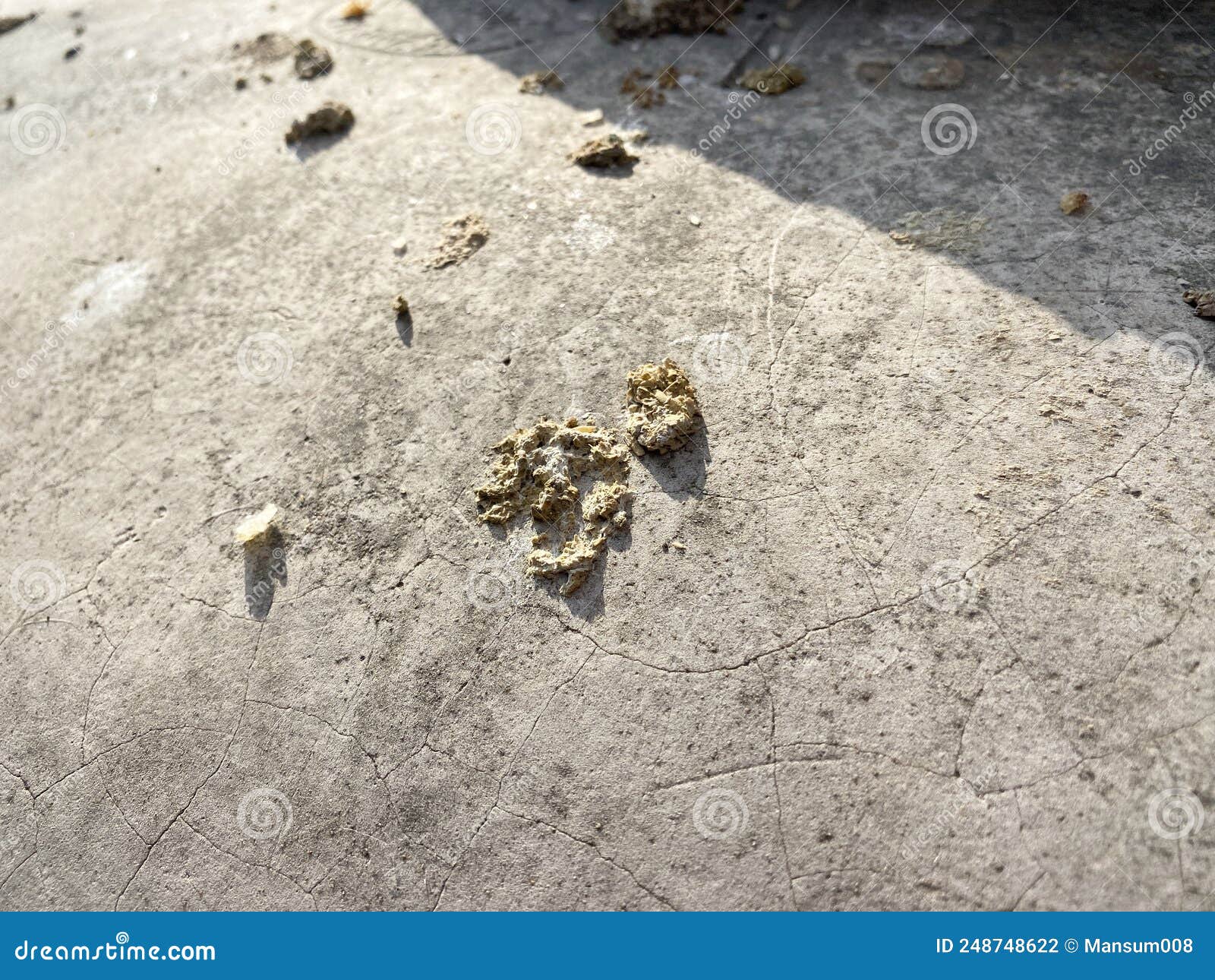 Bird Droppings on the Cement Floor Stock Photo - Image of nature ...