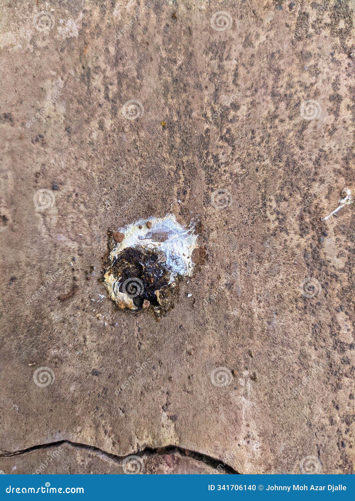 Bird Droppings on the Concrete Floor Stock Photo - Image of floor, sand ...
