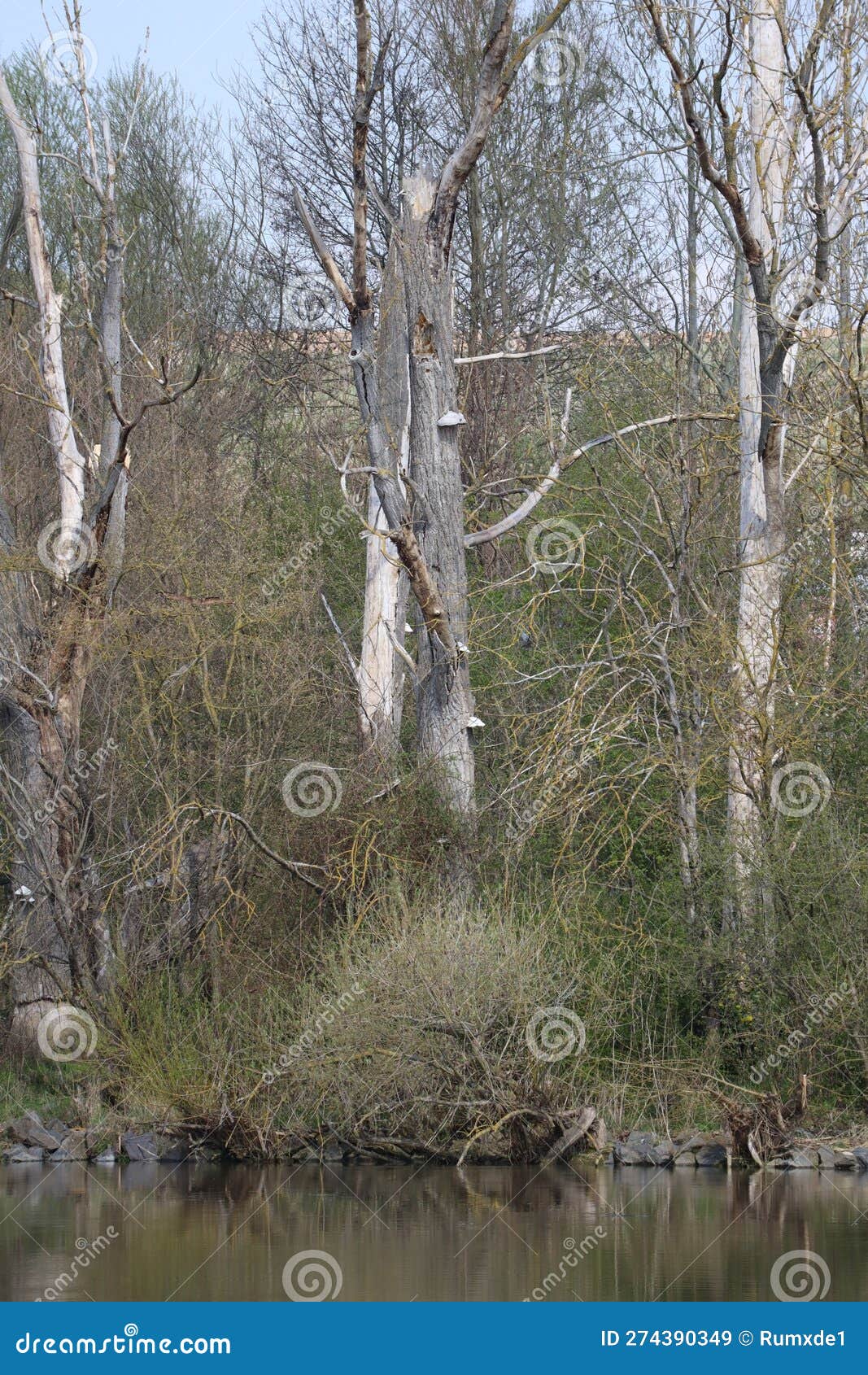 Cormorant trees stock image. Image of dead, decrepit - 274390349