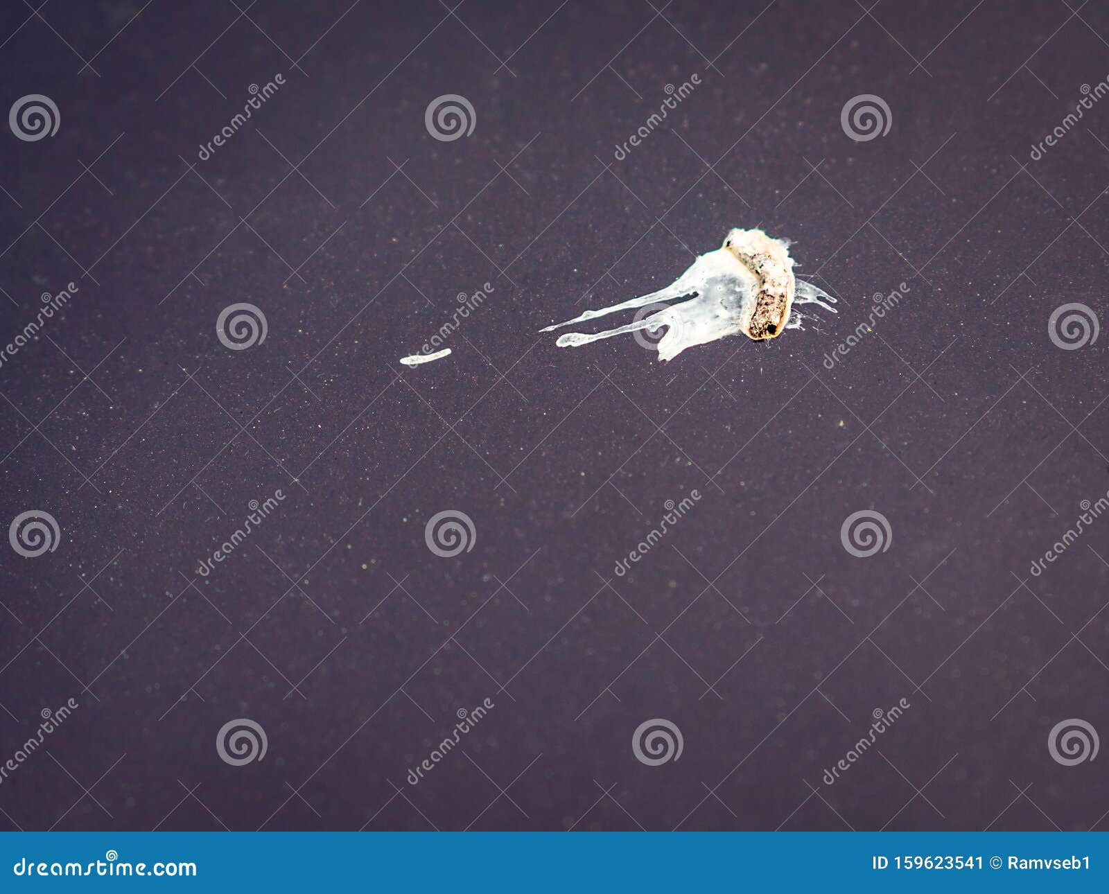 Bird Droppings From Roosting Birds Stock Image | CartoonDealer.com ...