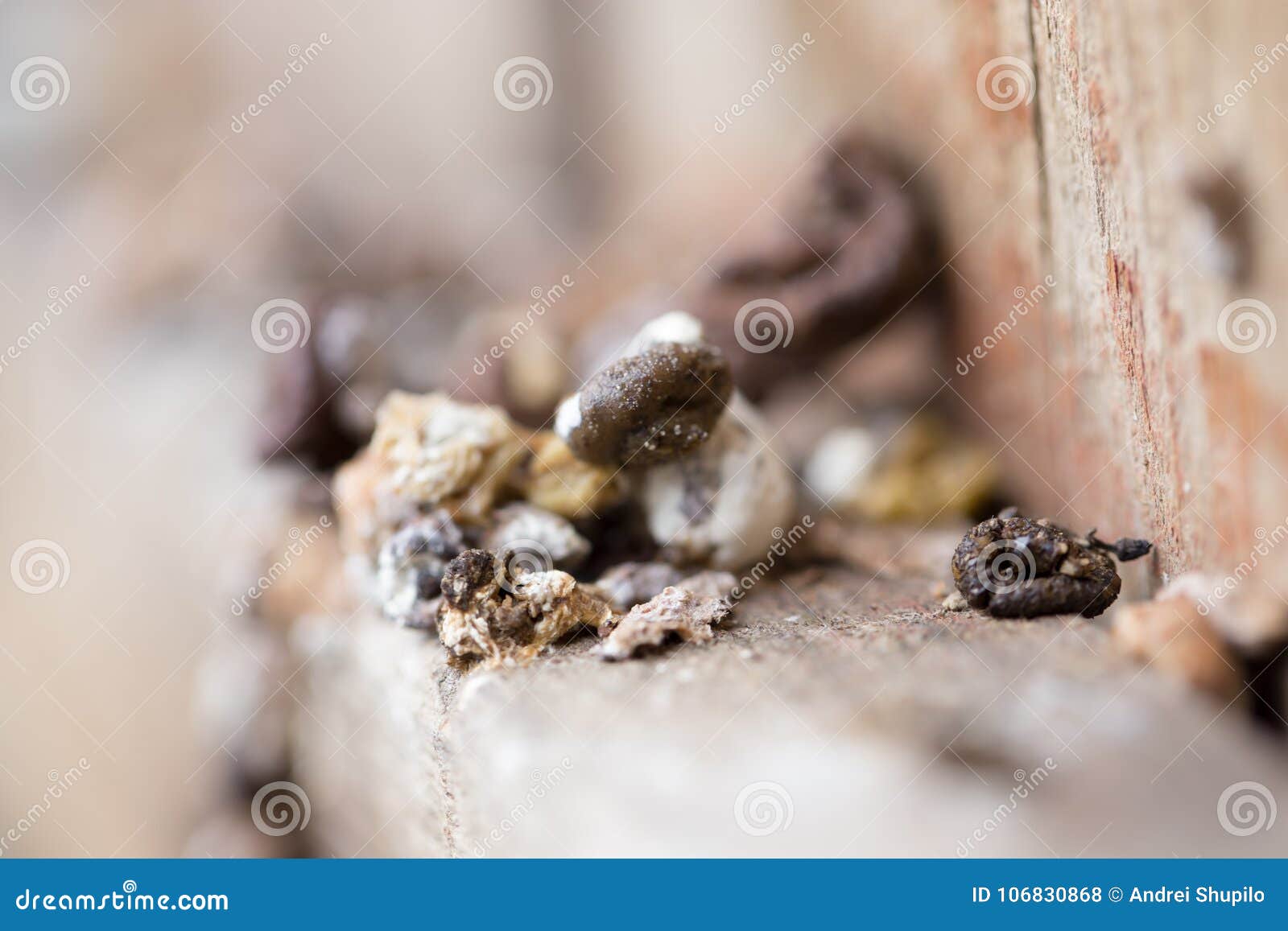 Bird droppings. Macro stock photo. Image of dropping - 106830868