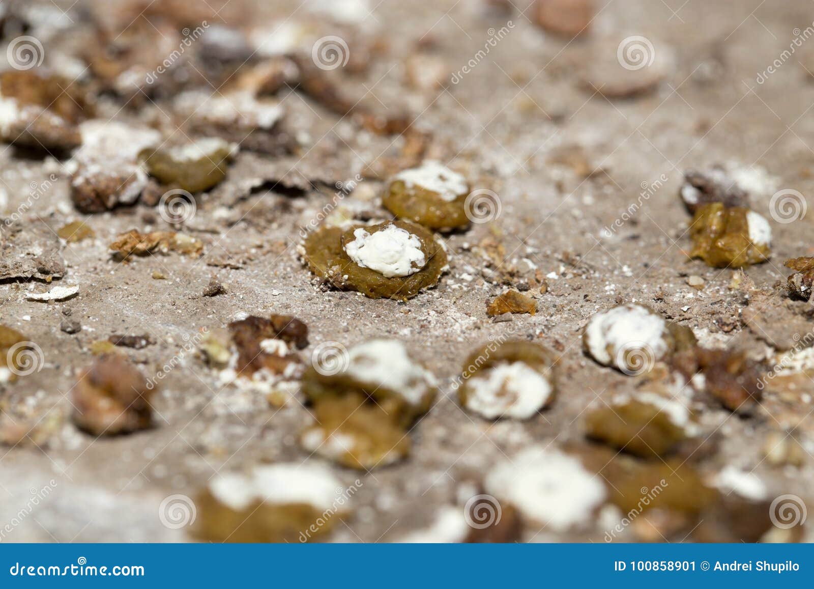 Bird Droppings Identification