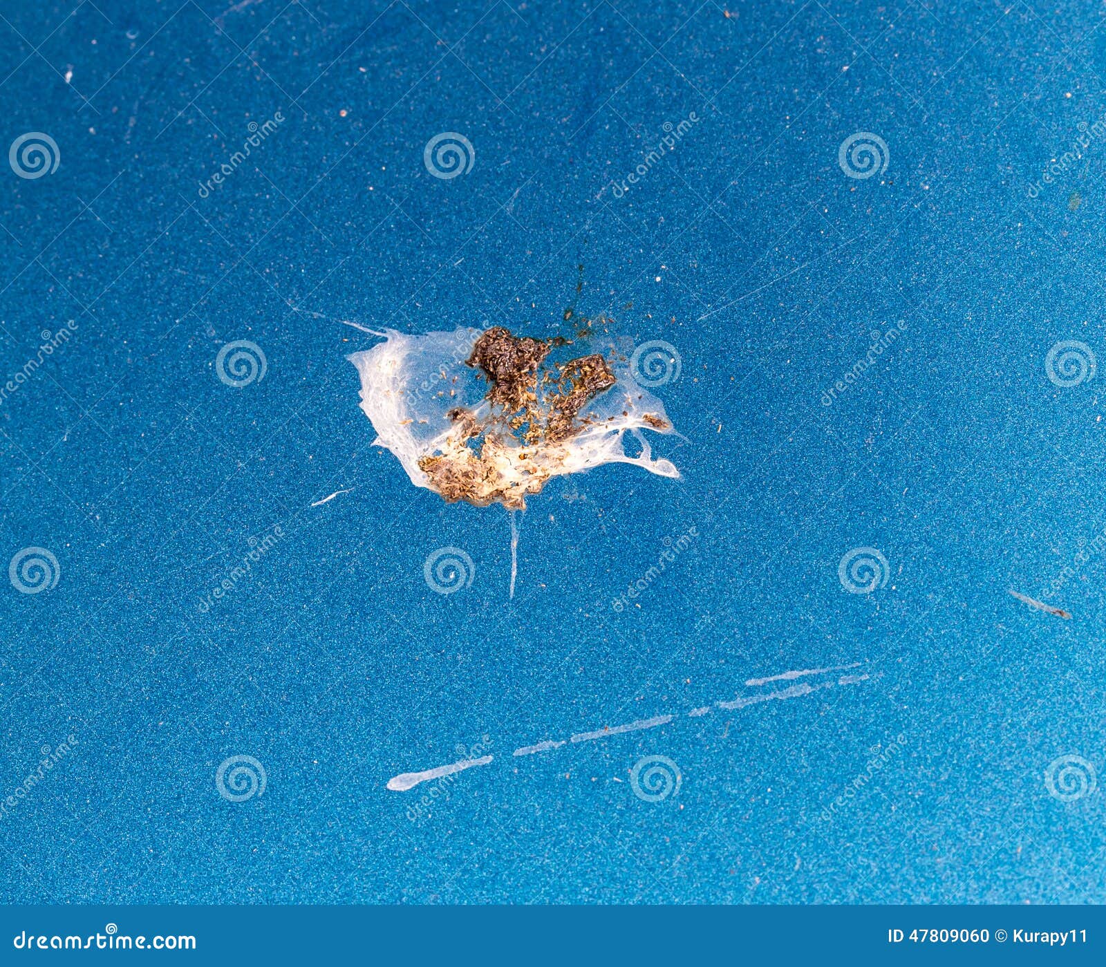 Bird droppings on my car! stock photo. Image of dirt - 47809060