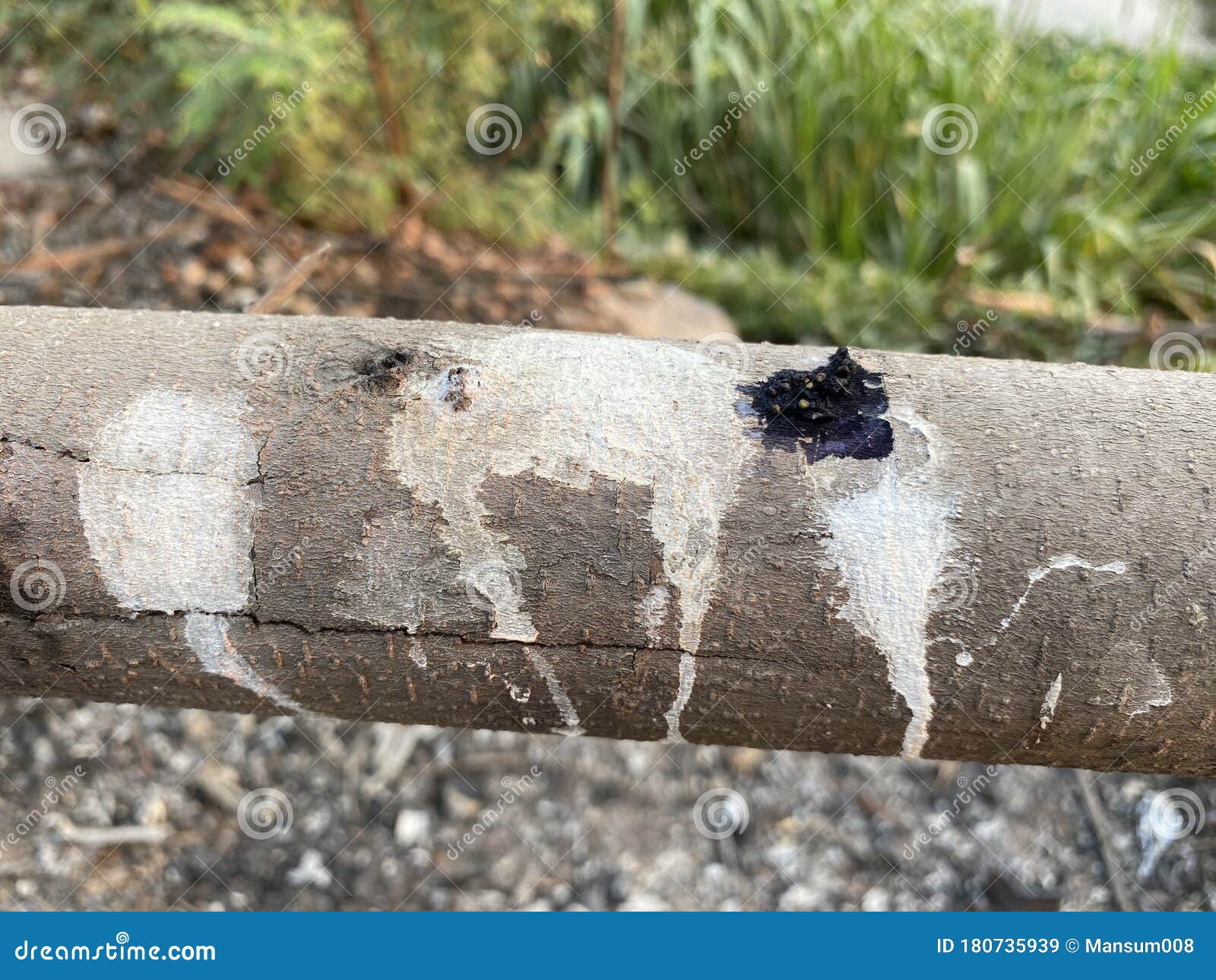 Bird Droppings on the Wood Branch Stock Image - Image of timber, wood ...