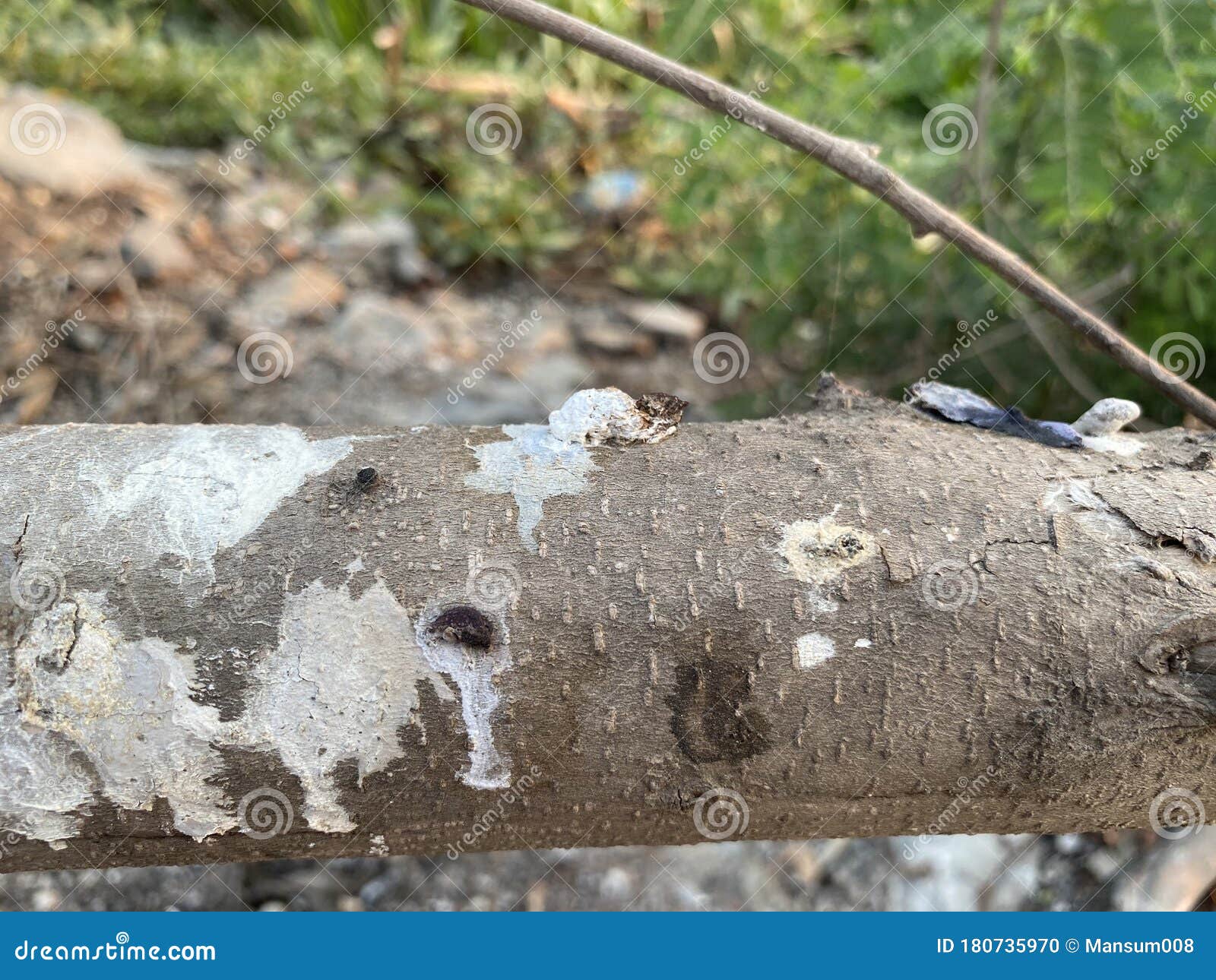 Bird Droppings on the Wood Branch Stock Photo - Image of natural, rough ...
