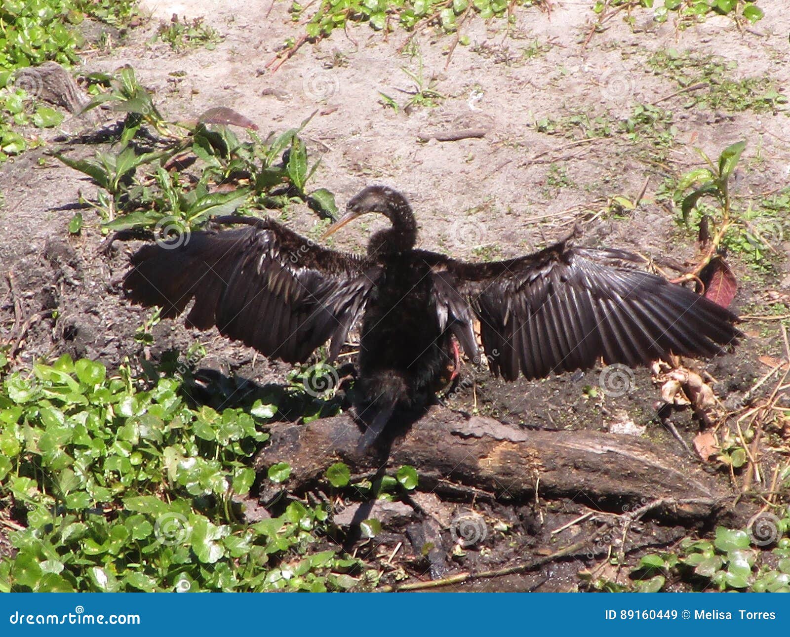 Bird drying off stock image. Image of cormorant, people - 89160449