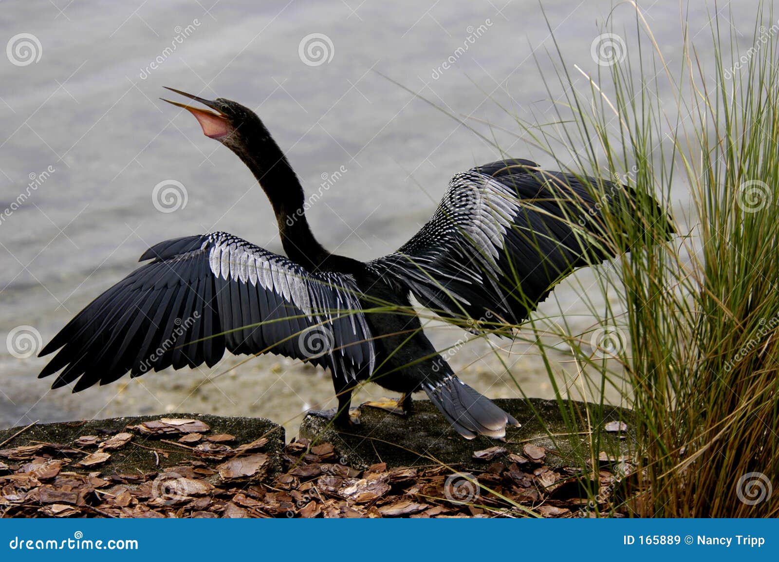 Bird drying wings stock image. Image of florida, water - 165889