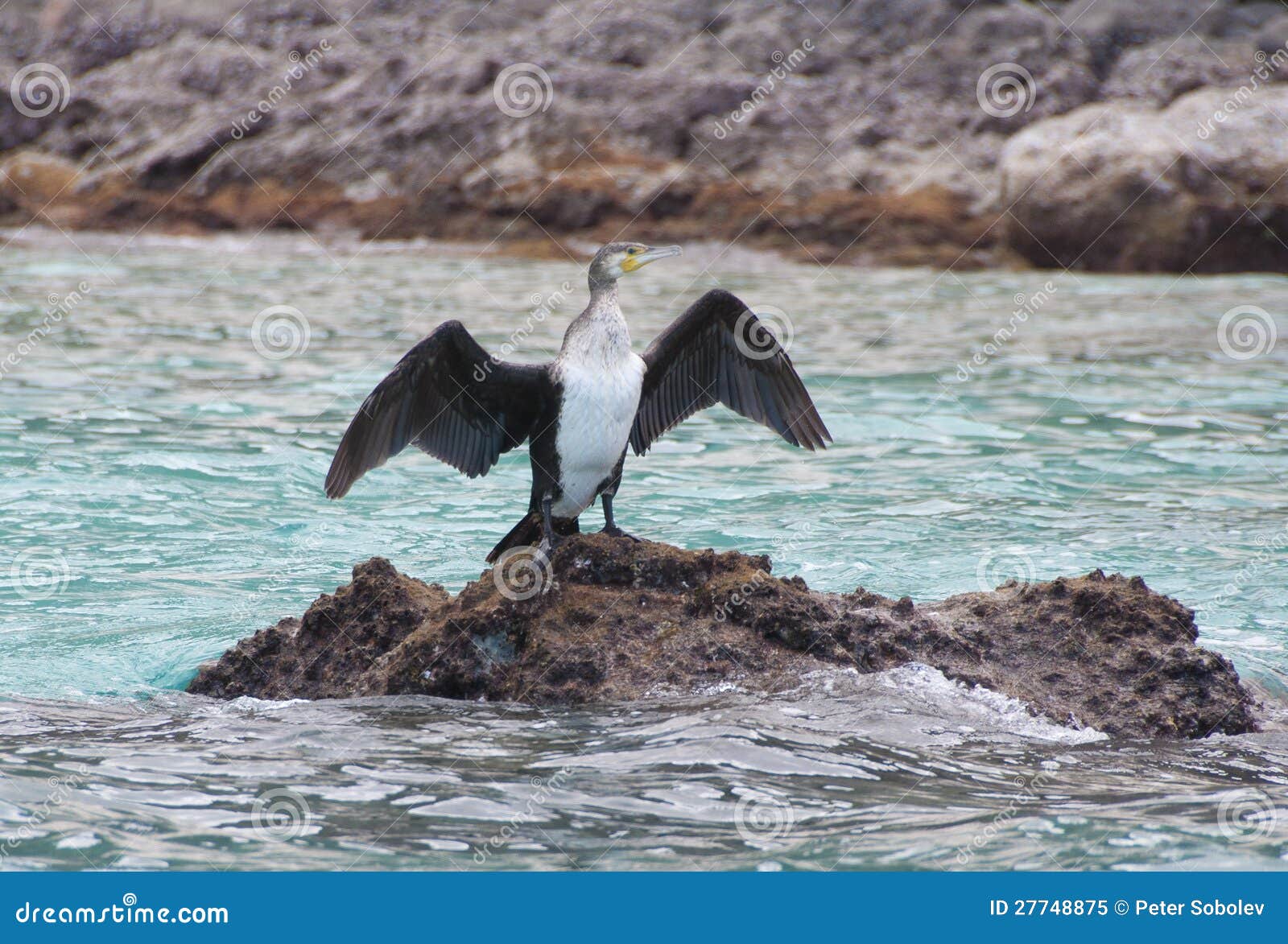 Bird Drying Wings. Socotra Island Stock Image - Image of wings, rock ...