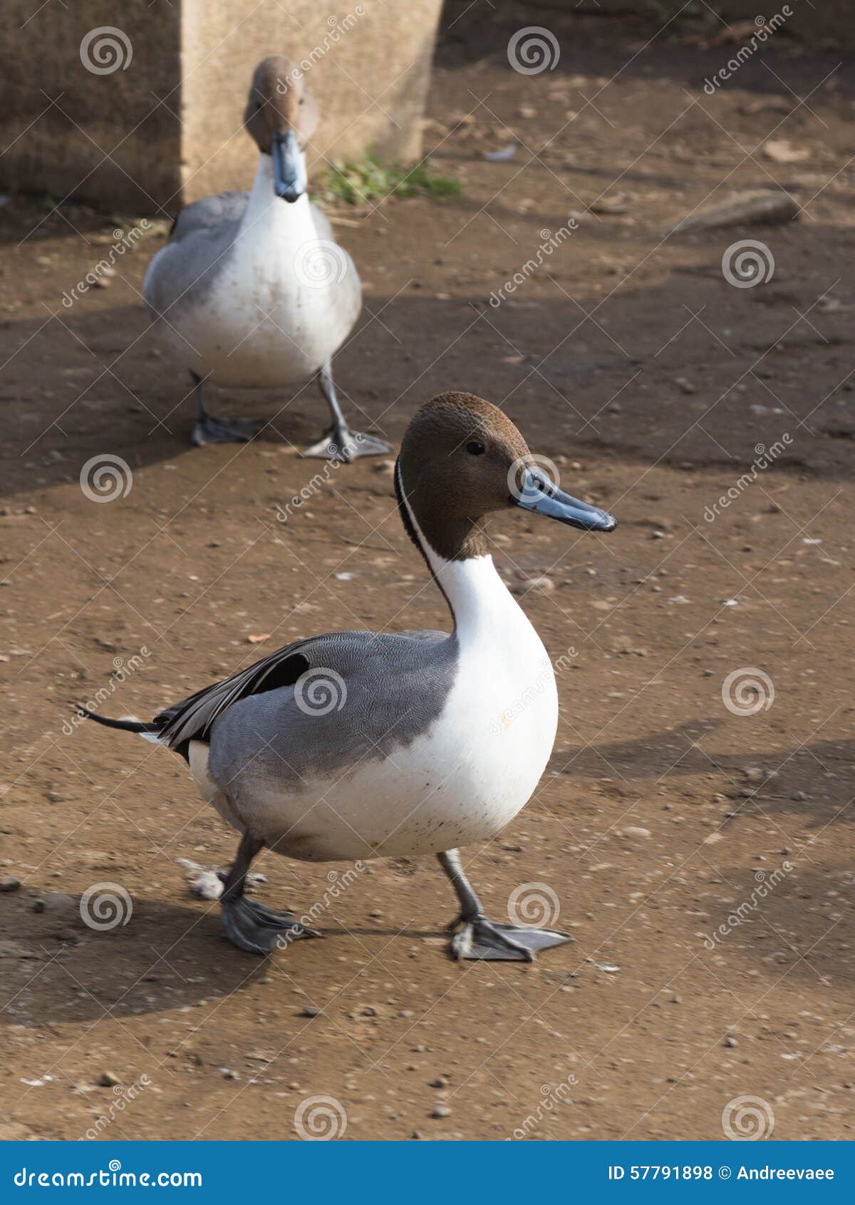 Bird duck stock photo. Image of cunning, gray, brown - 57791898