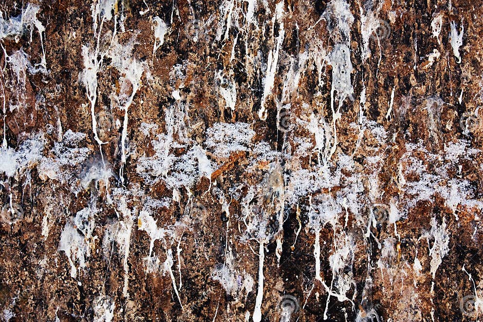 Bird dung stock image. Image of pest, bird, plank, messy - 13512061