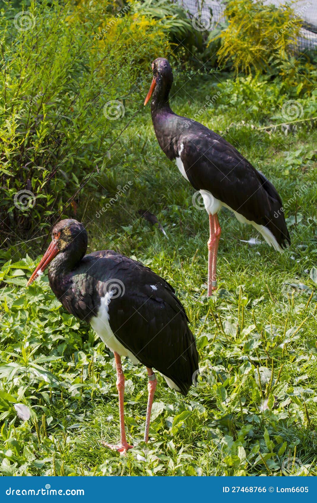 Bird duo stock photo. Image of fauna, summer, nature - 27468766