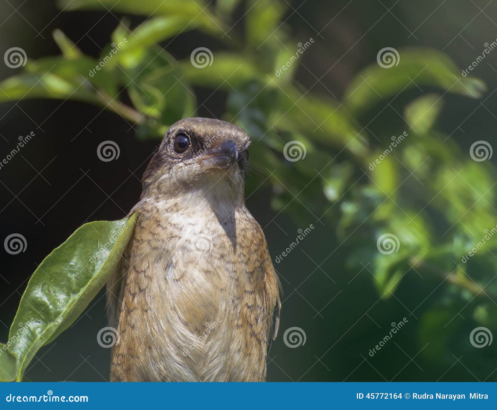 Bird - Dusky Leaf Warbler, Phylloscopus Fuscatus Stock Photo - Image of ...