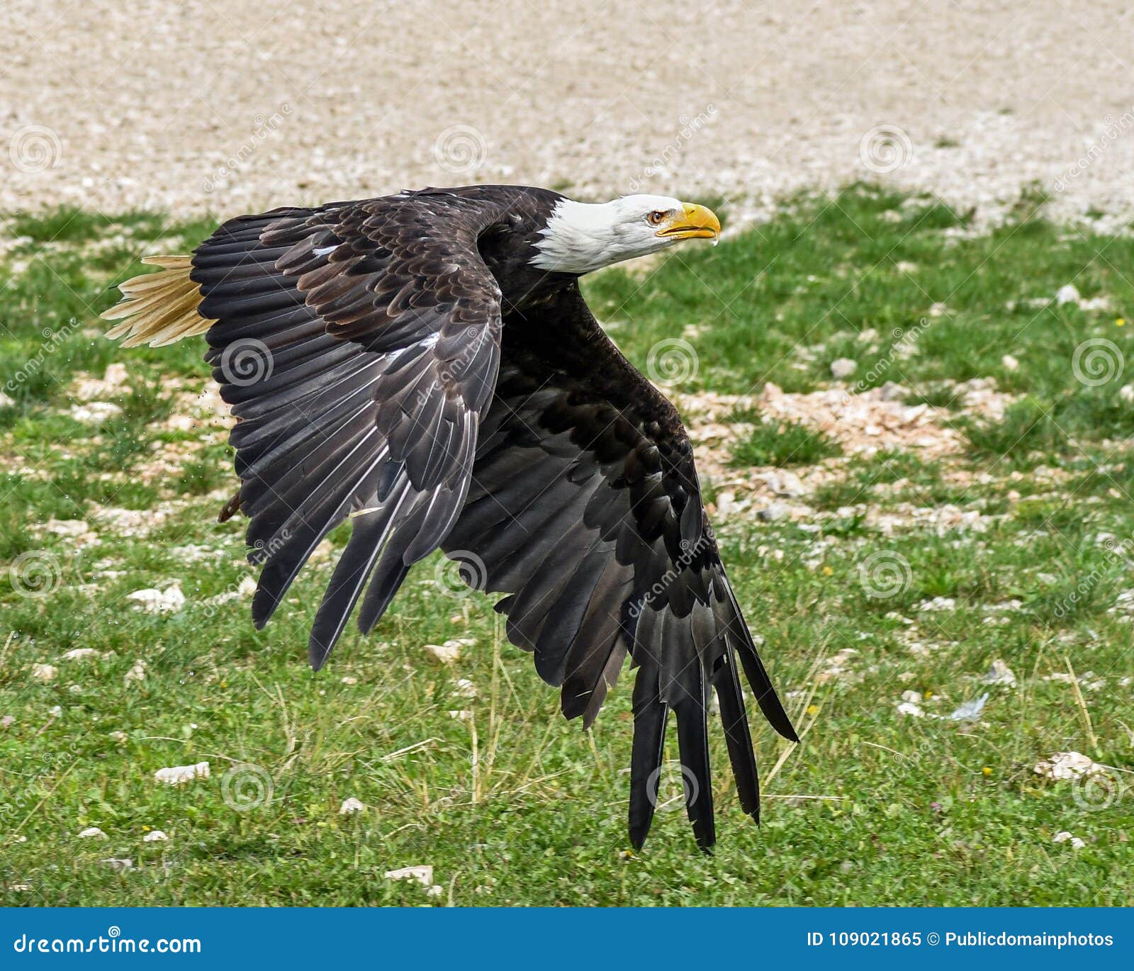 Bird, Eagle, Beak, Fauna Picture. Image: 109021865