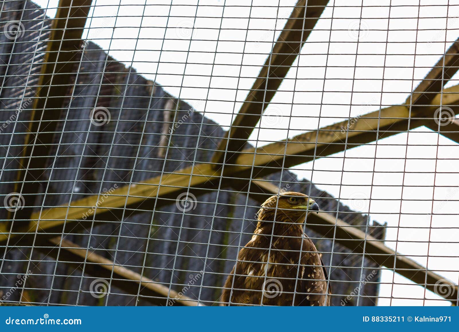 Bird Eagle Captured and Imprisoned Behind Bars Stock Image - Image of ...