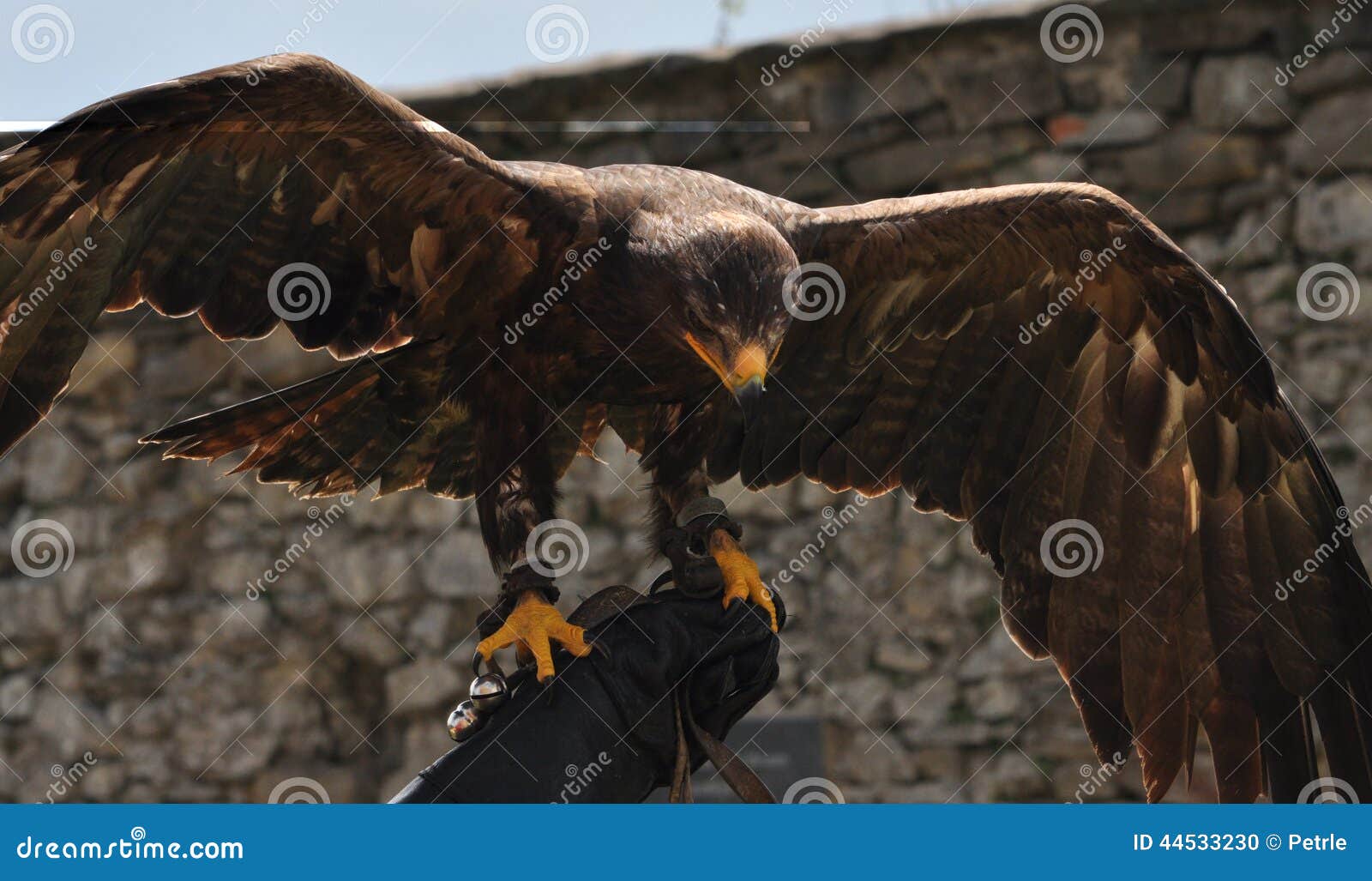 Bird - eagle stock photo. Image of wing, detailed, view - 44533230