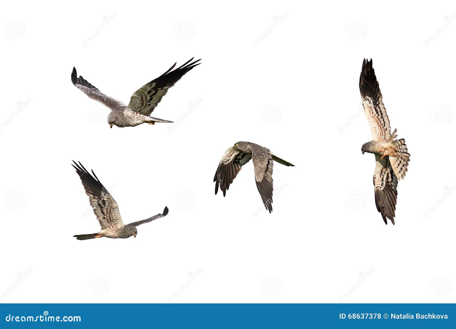 Bird Eagle Flying in Different Positions Stock Photo - Image of bird ...
