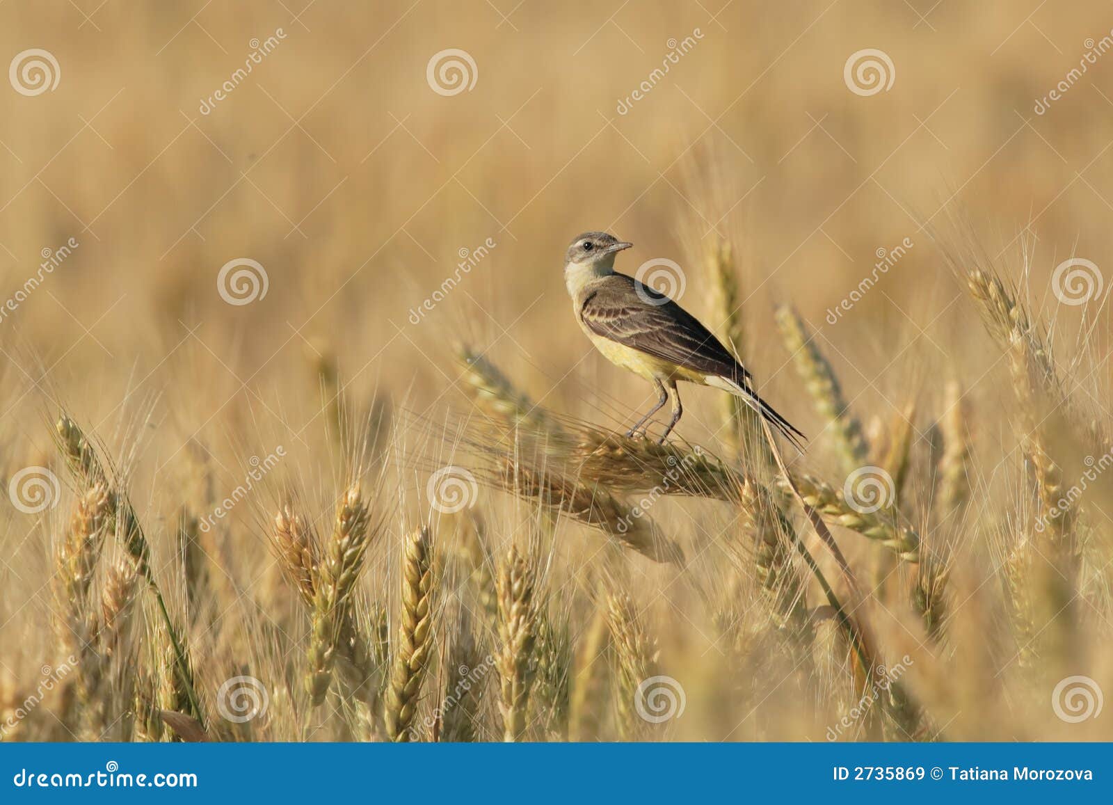 Bird on a ear stock image. Image of field, grain, corn - 2735869
