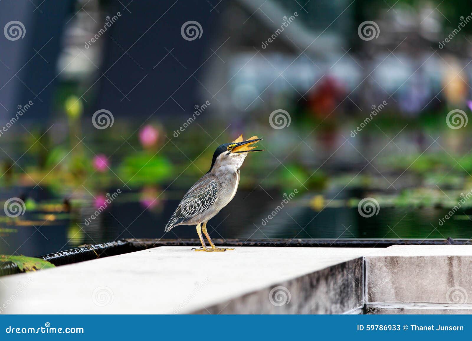 Bird eat little fish stock image. Image of animal, hunt - 59786933