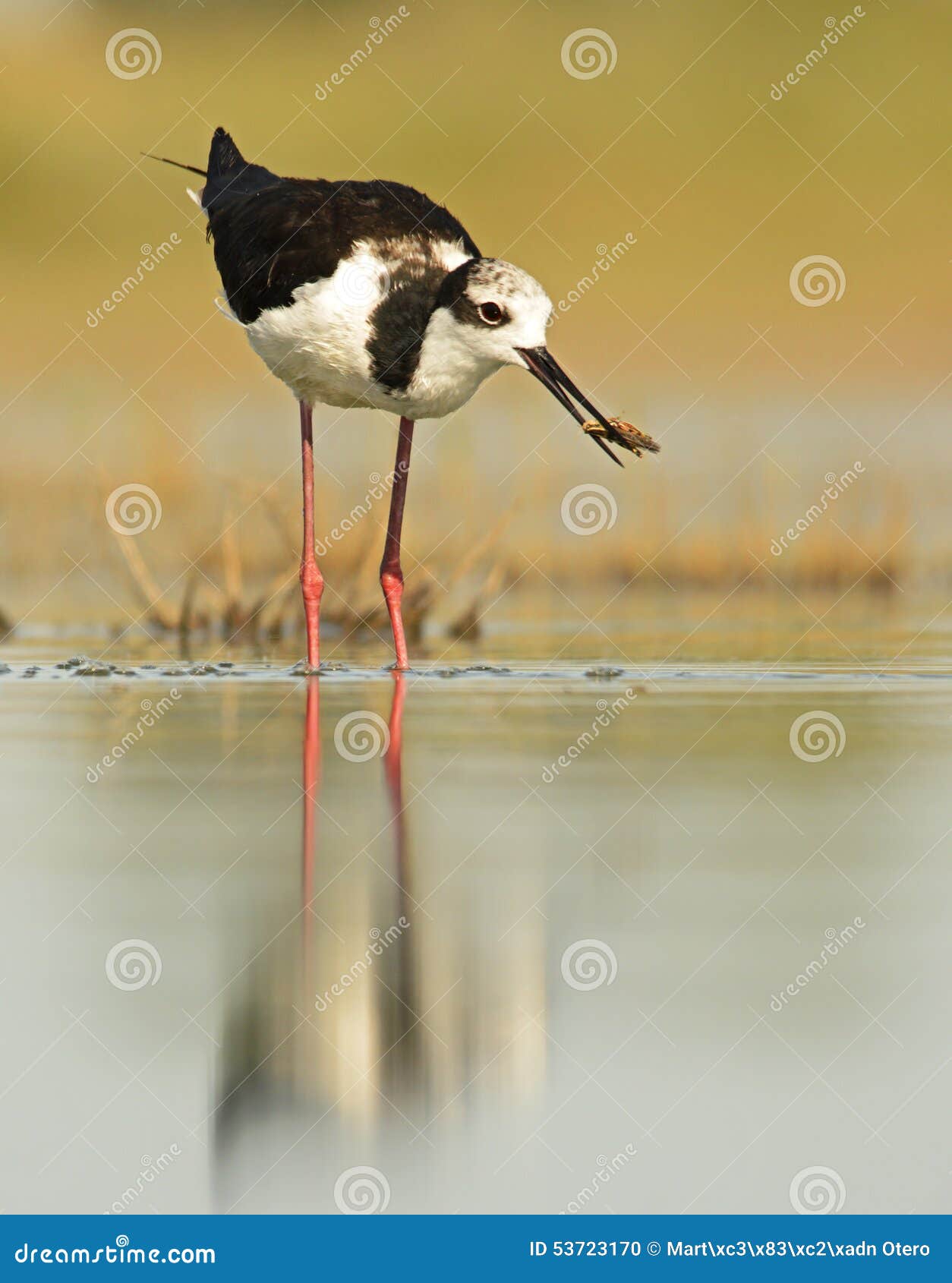 Bird eating stock photo. Image of stilt, legs, yellow - 53723170