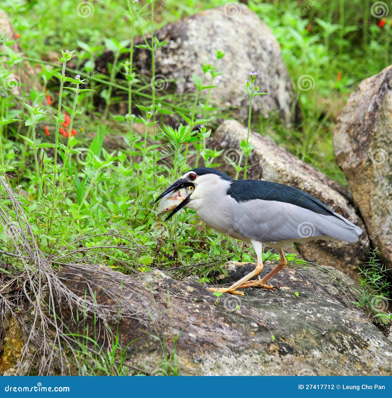 Bird eating fish stock photo. Image of fishing, feeding - 27417712