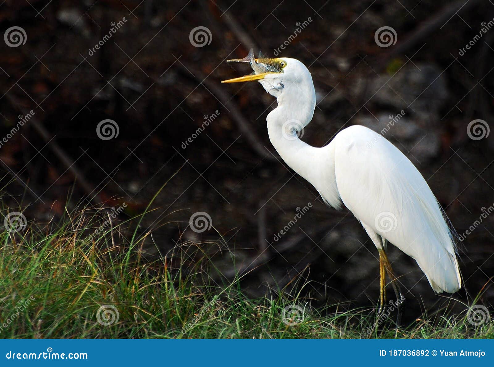 A bird eating fish stock photo. Image of adult, outdoors - 187036892