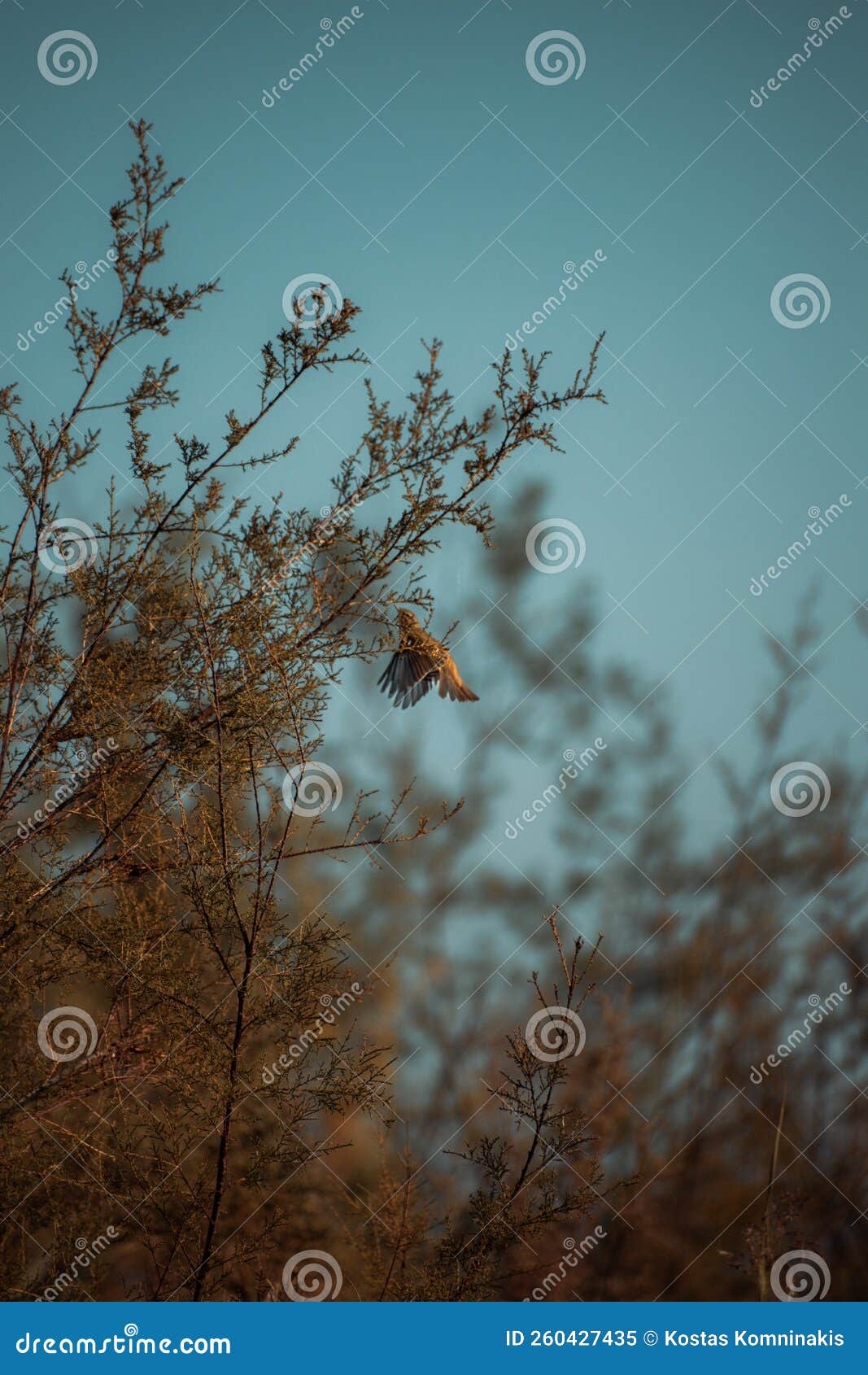 Bird eating while flying stock image. Image of flying - 260427435