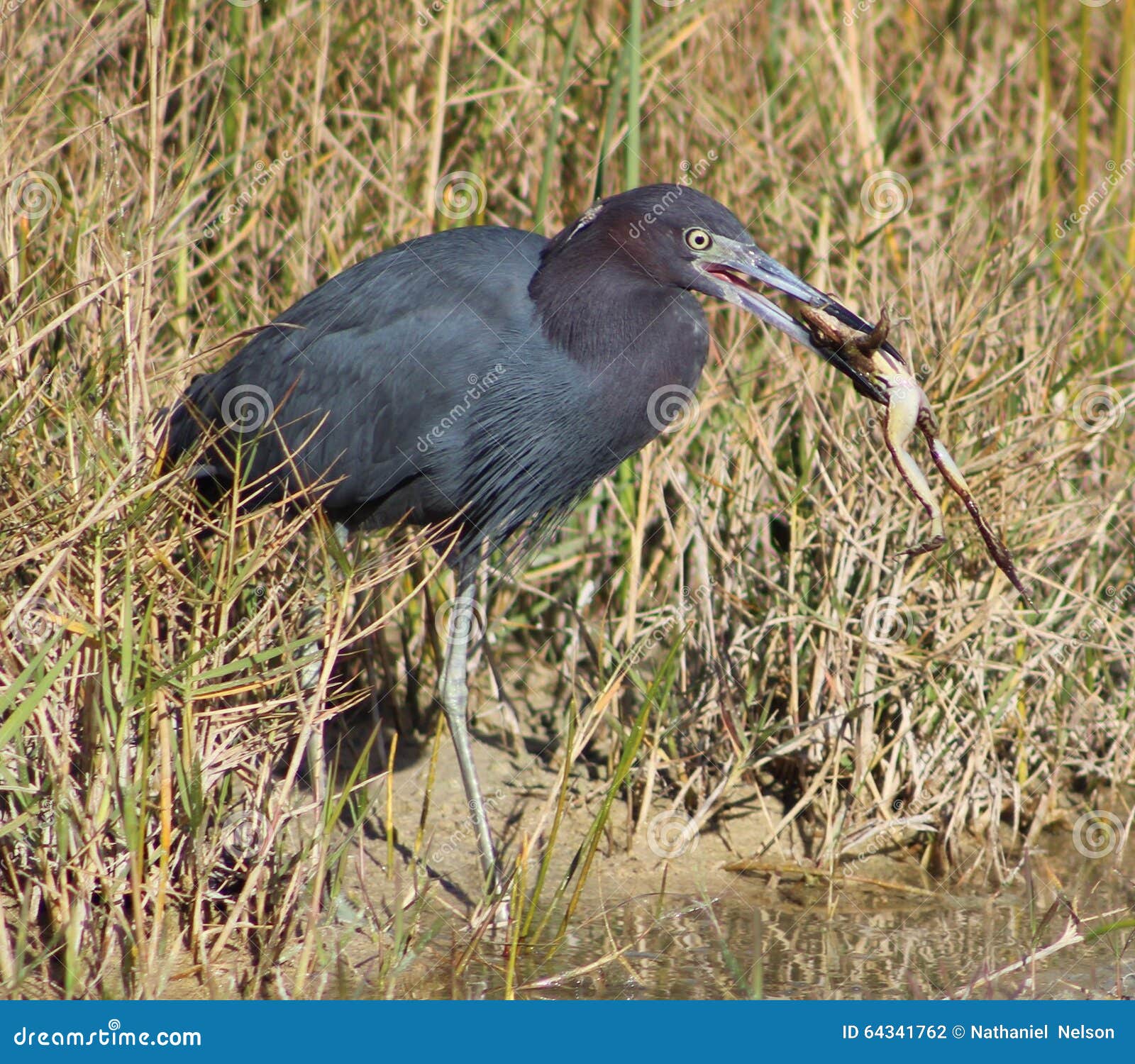 Bird stock photo. Image of frog, yummy, swamp, bird, eating - 64341762