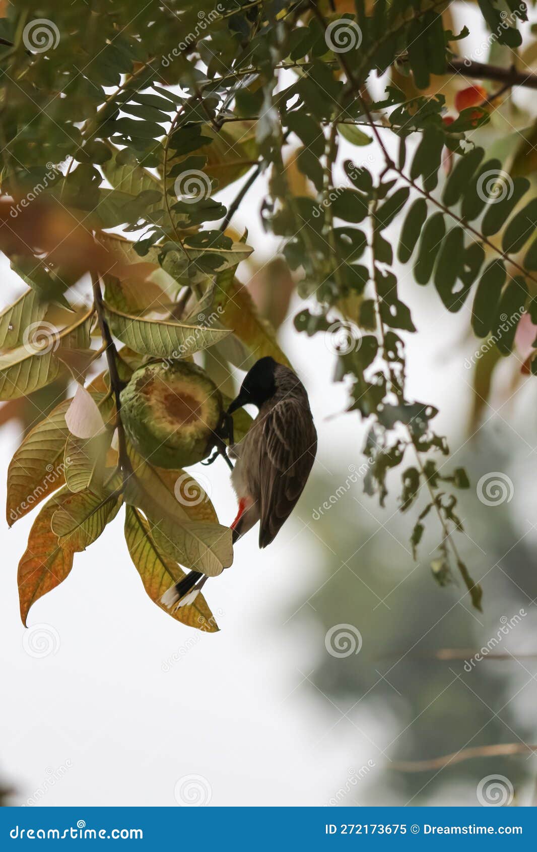 Bird Eating Fruit on Branch Red-vented Bulbul Stock Image - Image of ...