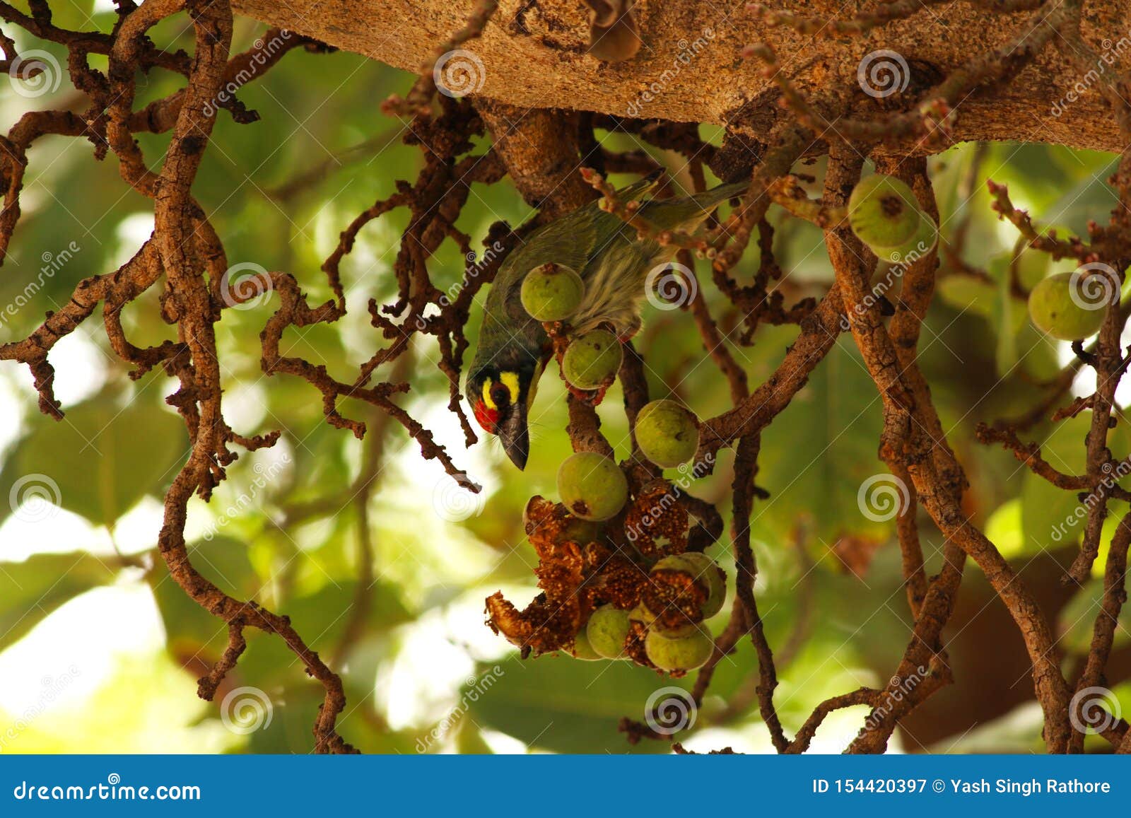 Bird Eating Fruit on a Tree Stock Image - Image of bird, jaipur: 154420397