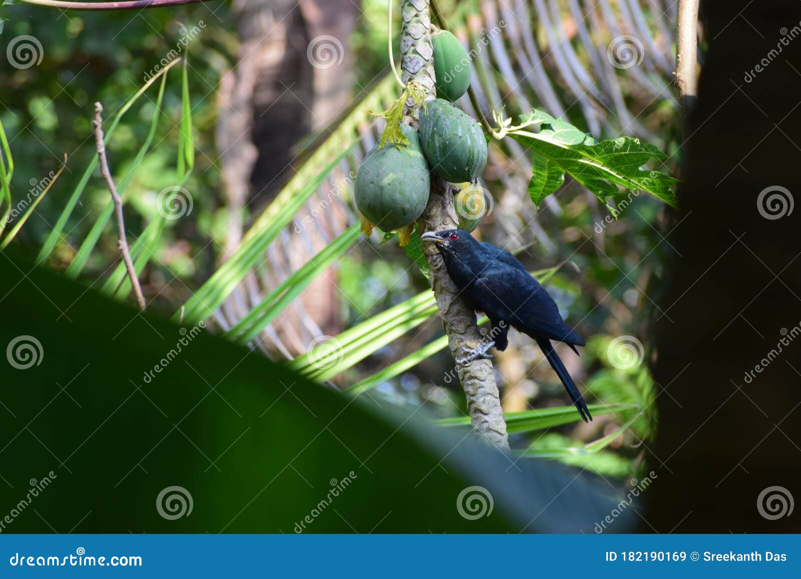 Bird eating fruits stock image. Image of beak, leaf - 182190169