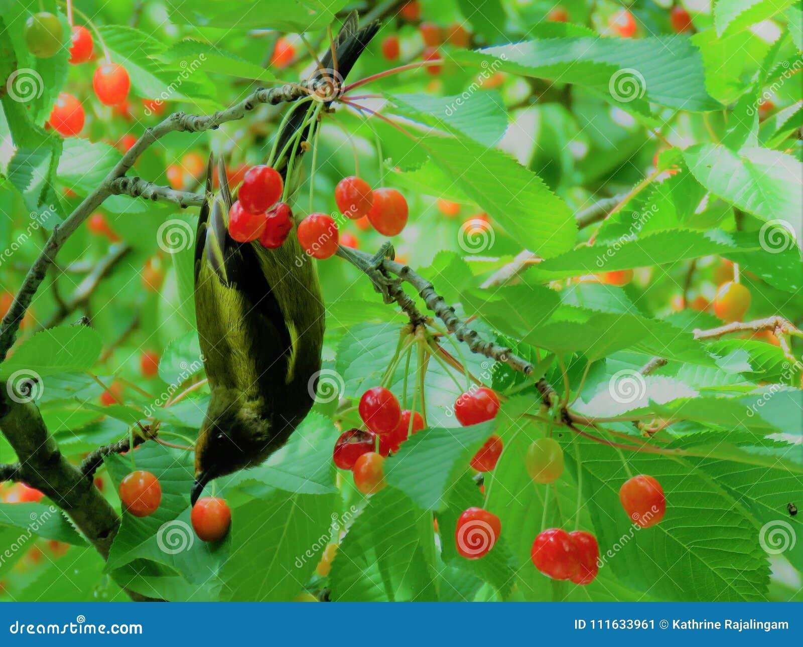 Bird Eating Fruits from the Tree Stock Image - Image of fruittree, tree ...