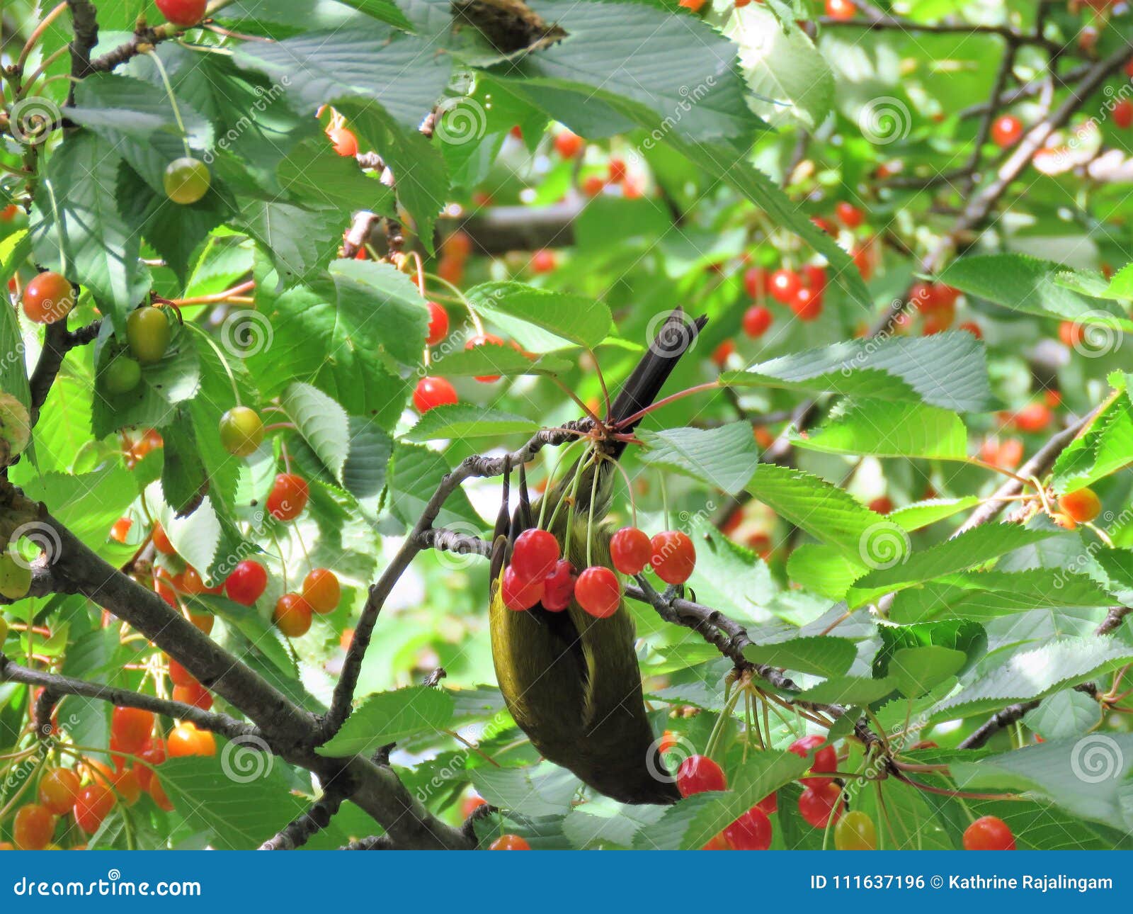 Bird Eating Fruits from the Tree Stock Photo - Image of cherry ...