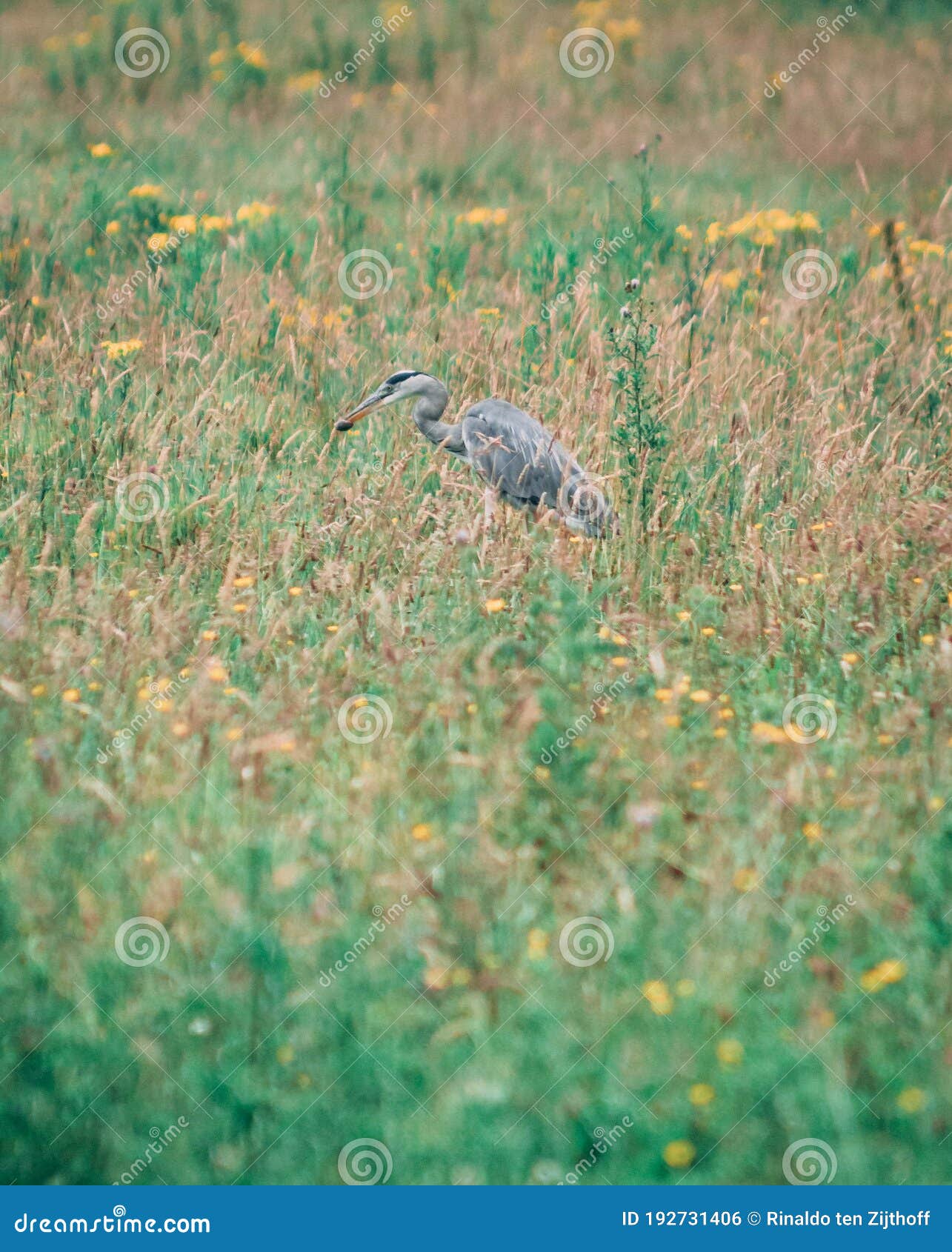 Bird Eating in a Grass Field Stock Photo - Image of field, hunting ...