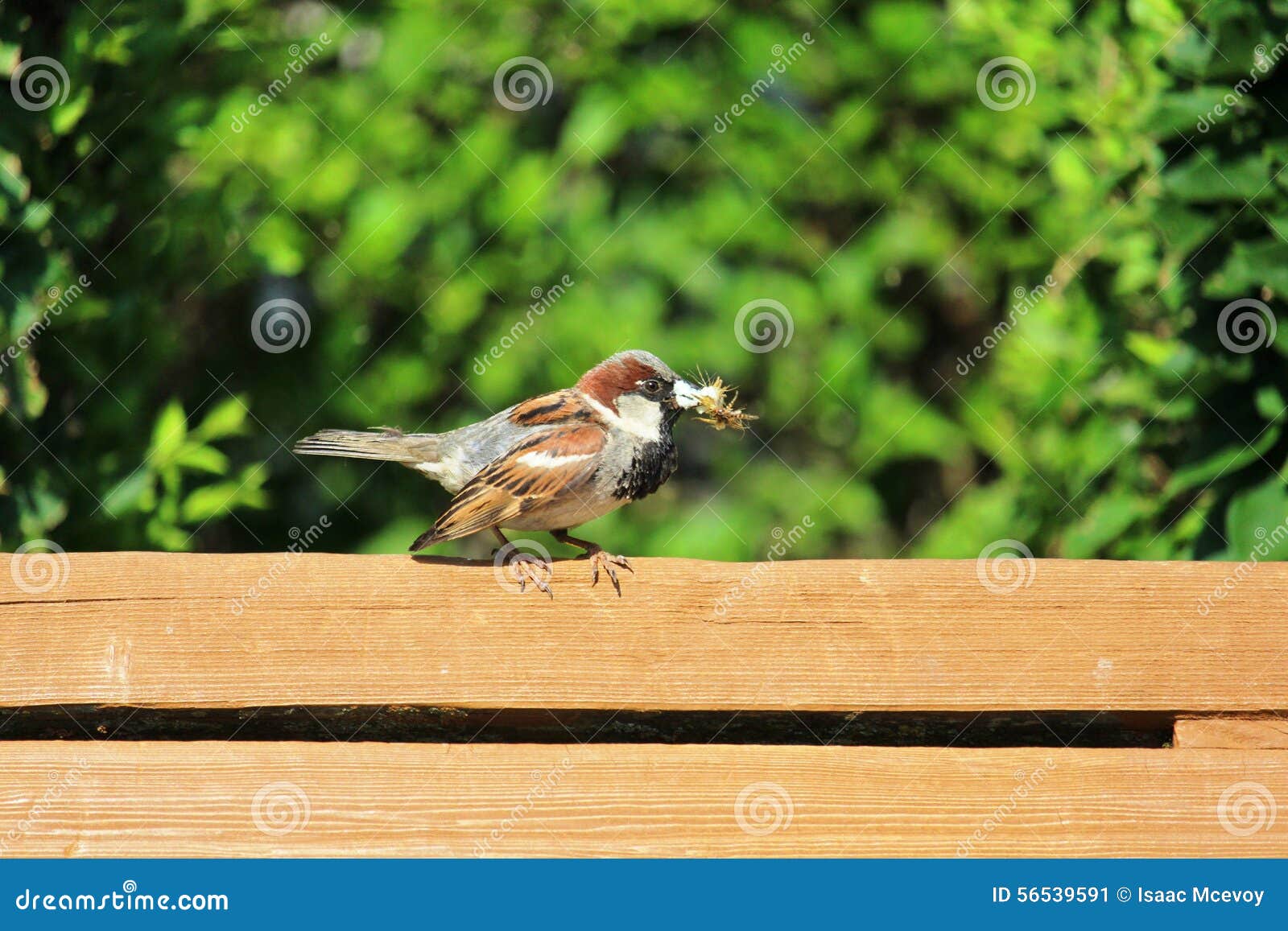 Bird eating insect stock image. Image of insect, bench - 56539591